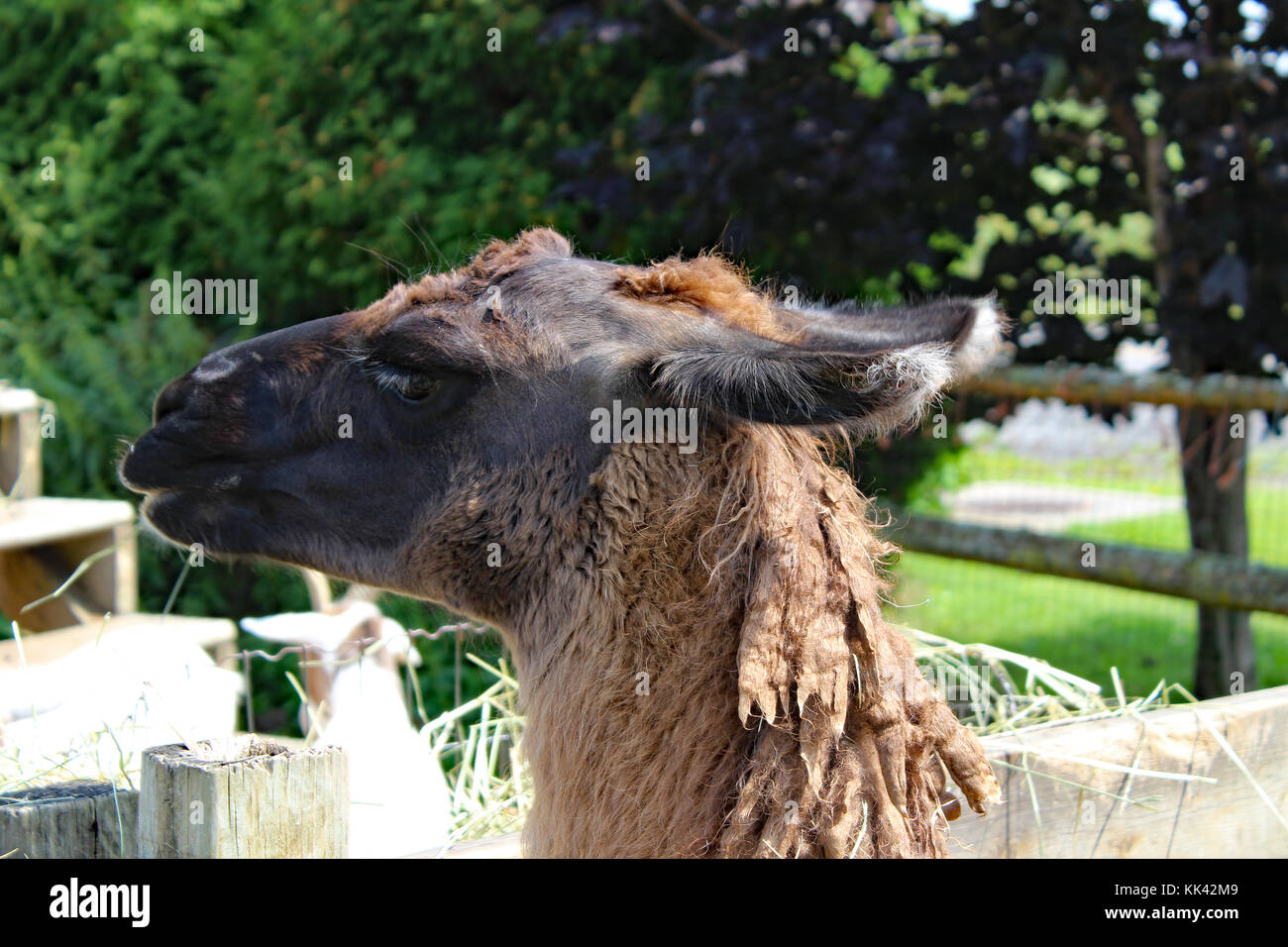 Ilama hi-res stock photography and images - Alamy