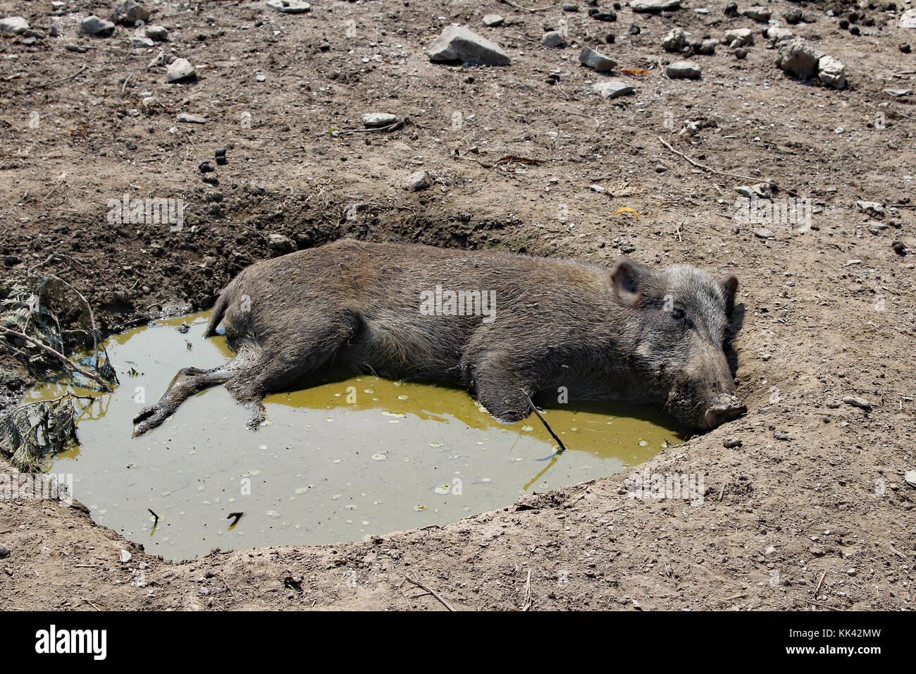 Boar in the fields hi-res stock photography and images - Alamy