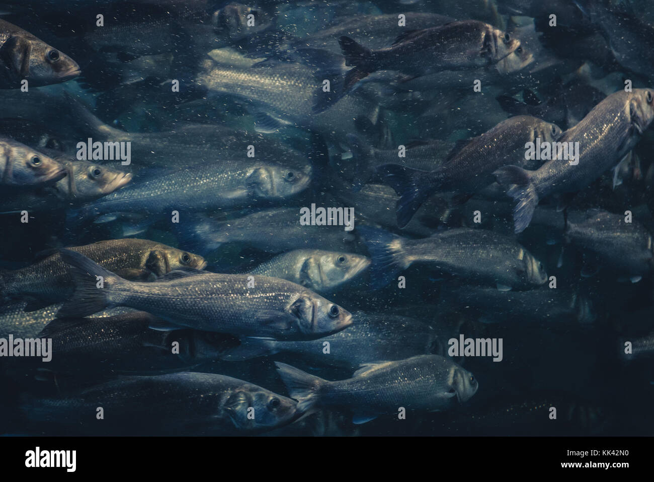 Fish swarm hi-res stock photography and images - Alamy