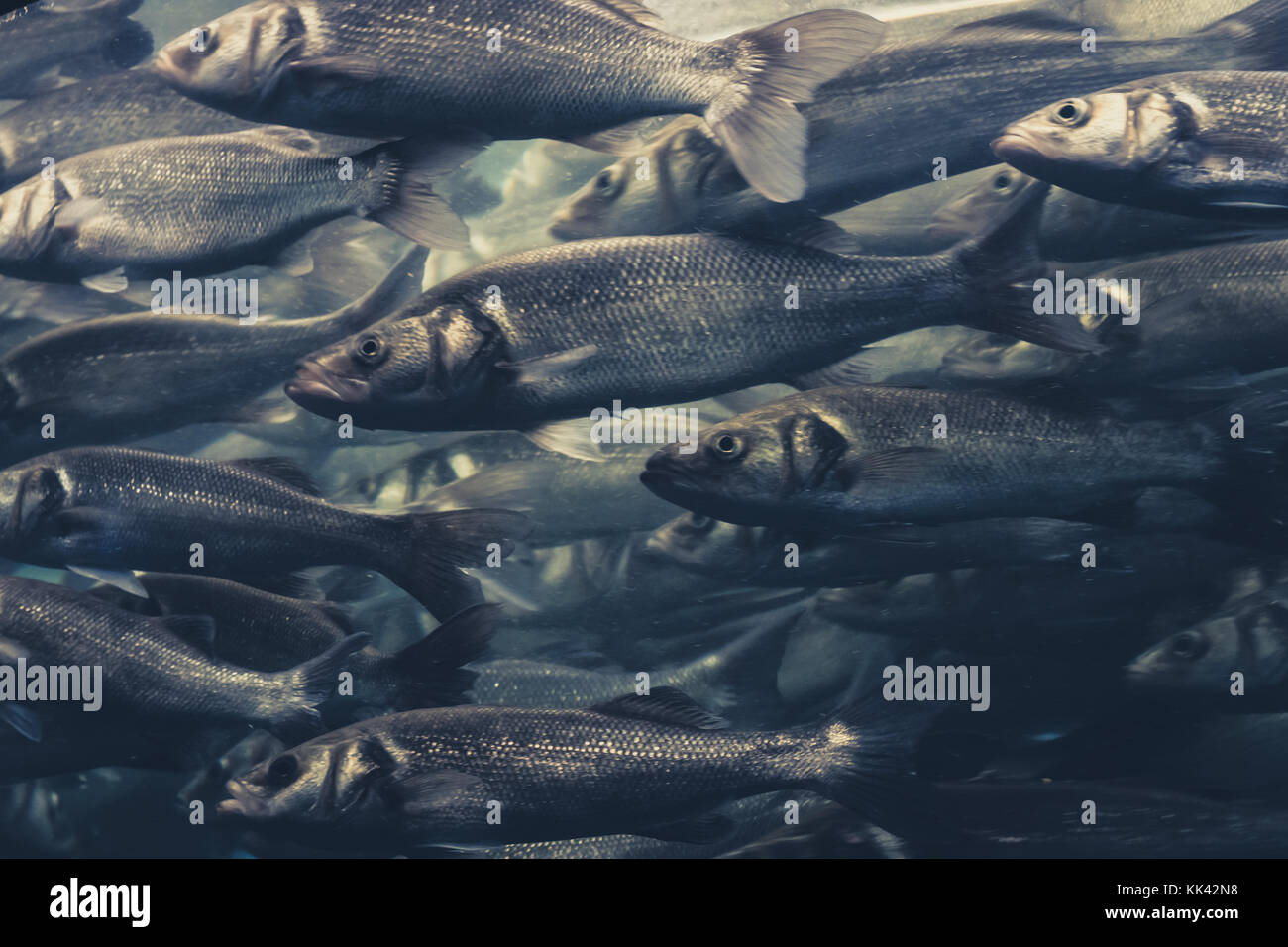 fish swarm, many fishes swimming in one direction Stock Photo - Alamy