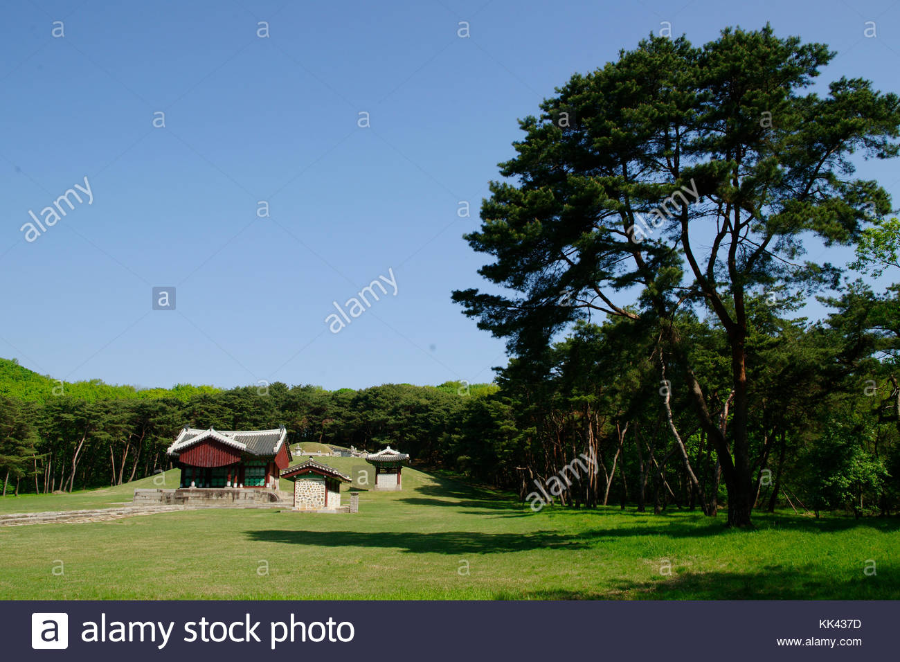 Korean Pine Stock Photos & Korean Pine Stock Images - Alamy