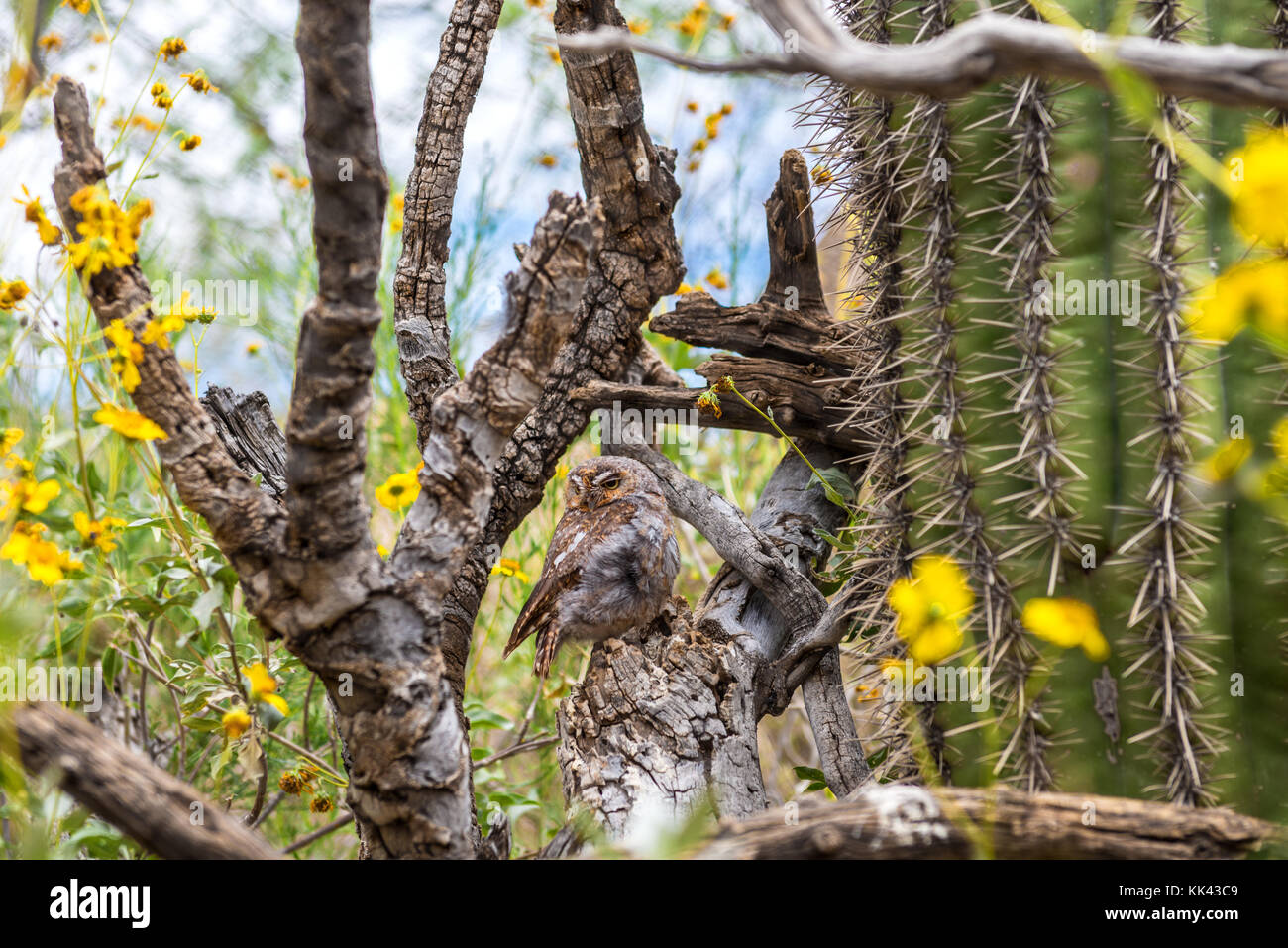 Elf owl hi-res stock photography and images - Alamy