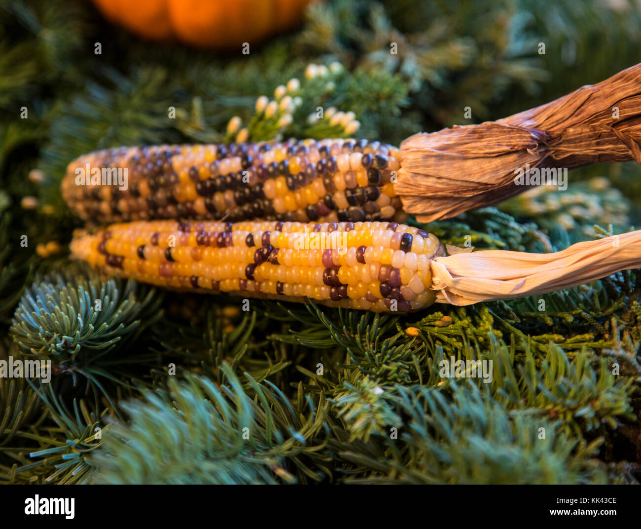 Decorative corn hi-res stock photography and images - Alamy