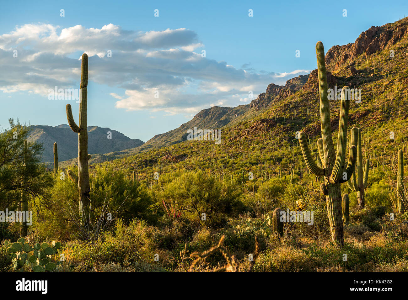 An Elf Owl in the Desert Southwest USA Stock Photo - Alamy
