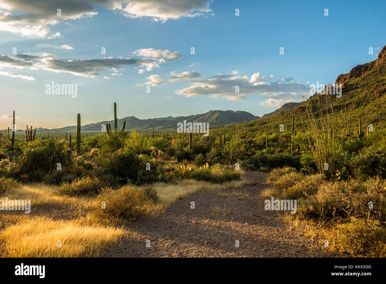 An Elf Owl in the Desert Southwest USA Stock Photo - Alamy