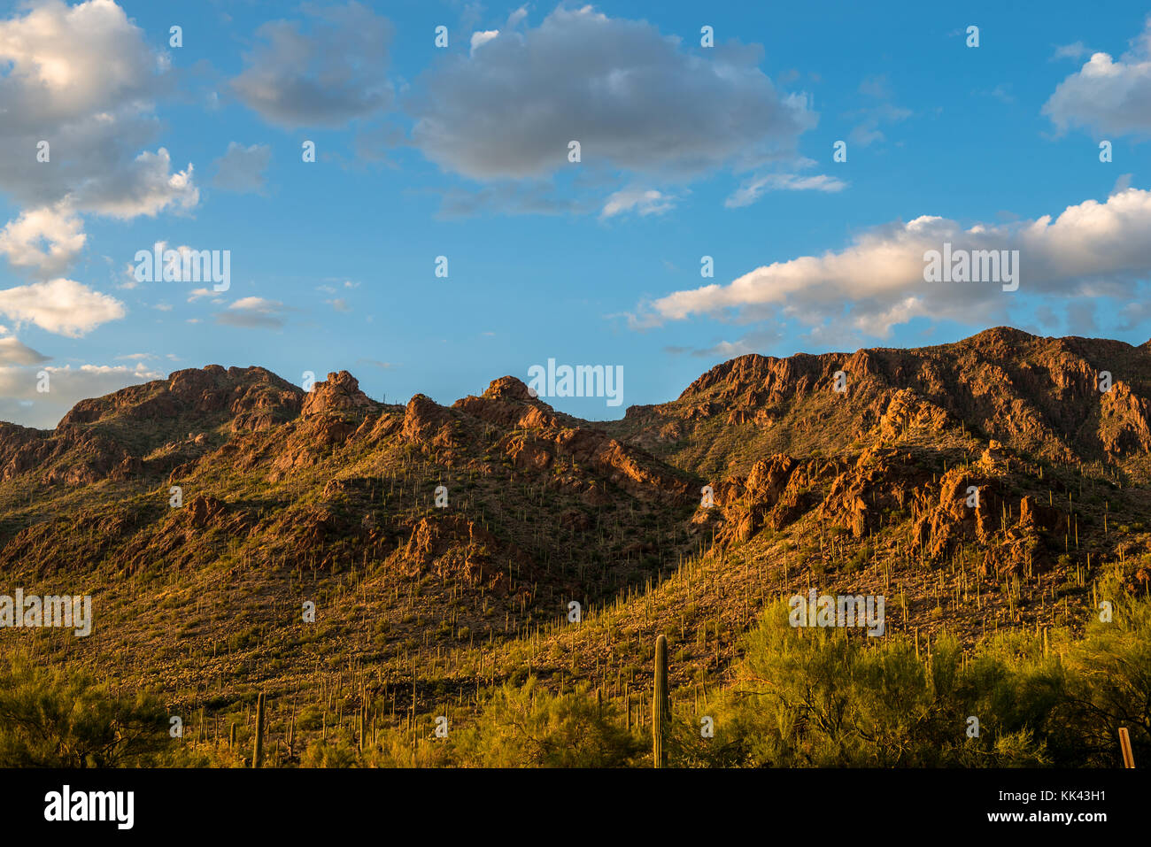 An Elf Owl in the Desert Southwest USA Stock Photo - Alamy