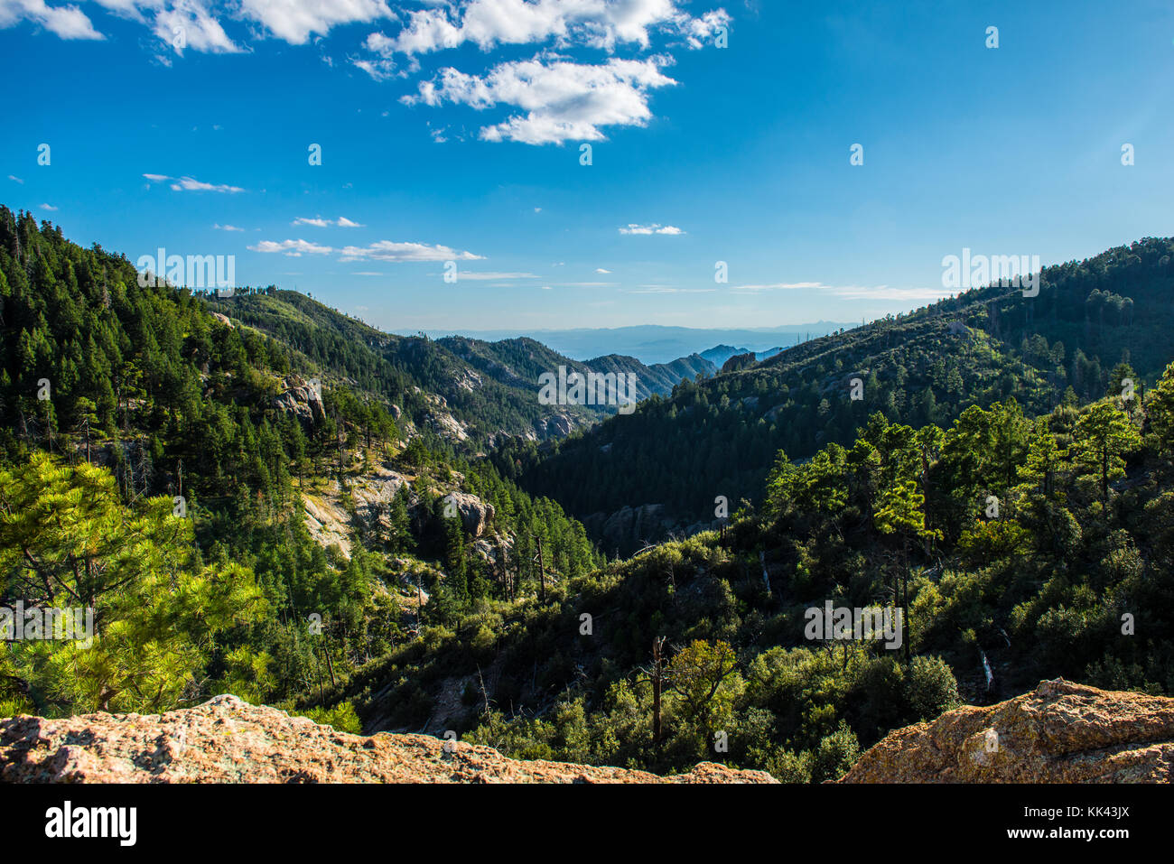 An Elf Owl in the Desert Southwest USA Stock Photo - Alamy