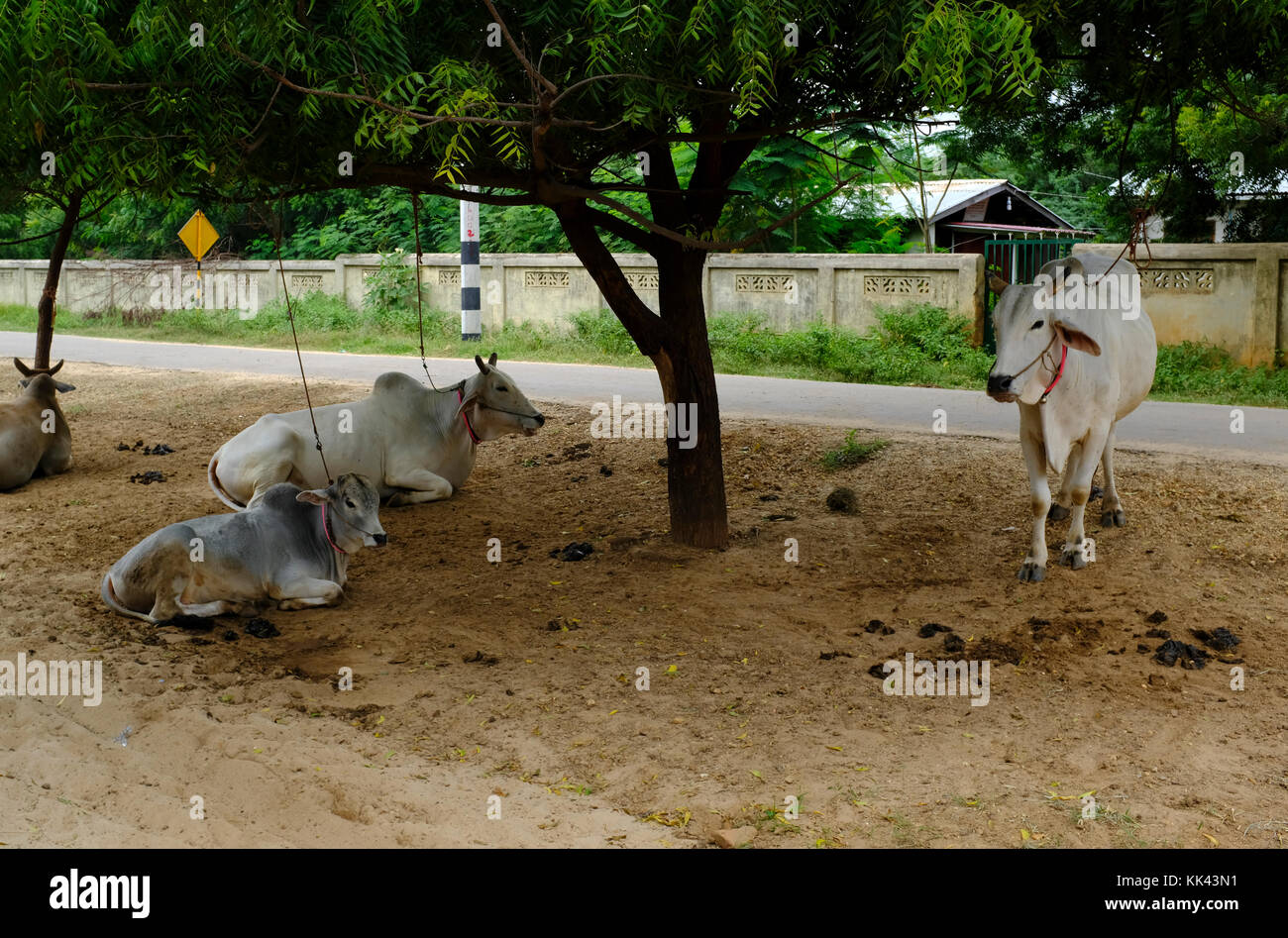 Cattle under tree in vallage near Bagan, Myanmar Stock Photo - Alamy