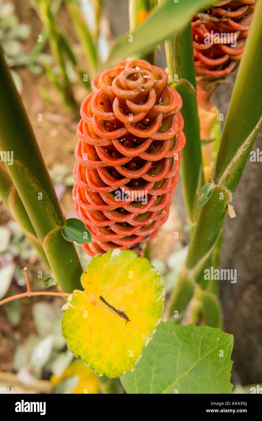 Champoo hi-res stock photography and images - Alamy