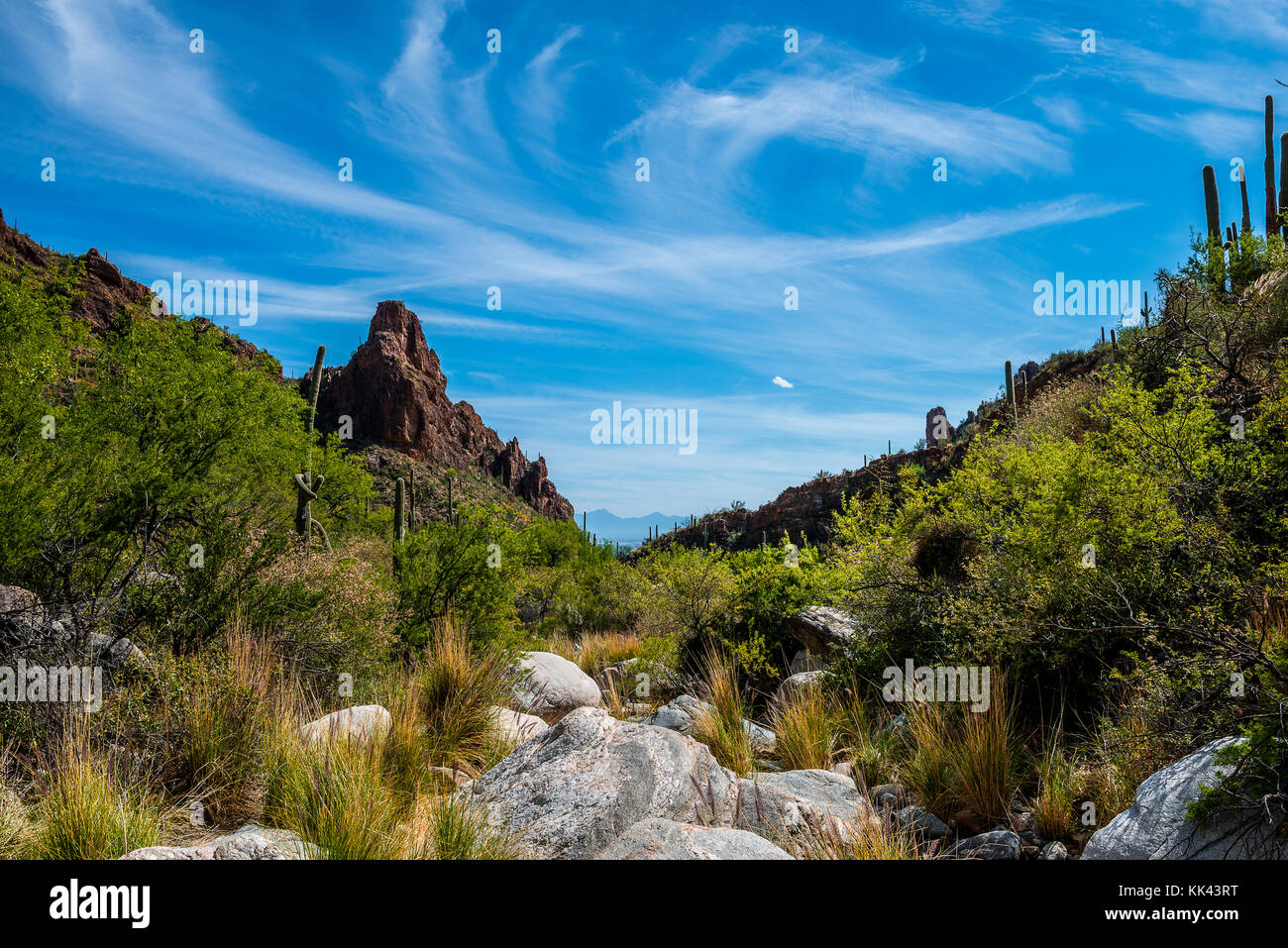 An Elf Owl in the Desert Southwest USA Stock Photo - Alamy