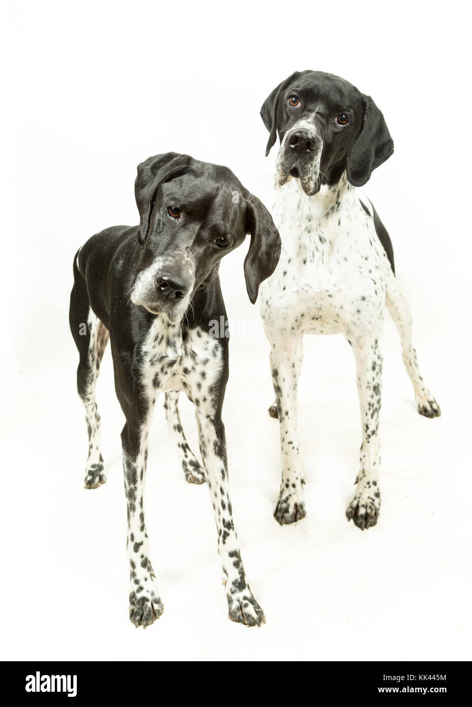 English pointer hi-res stock photography and images - Alamy