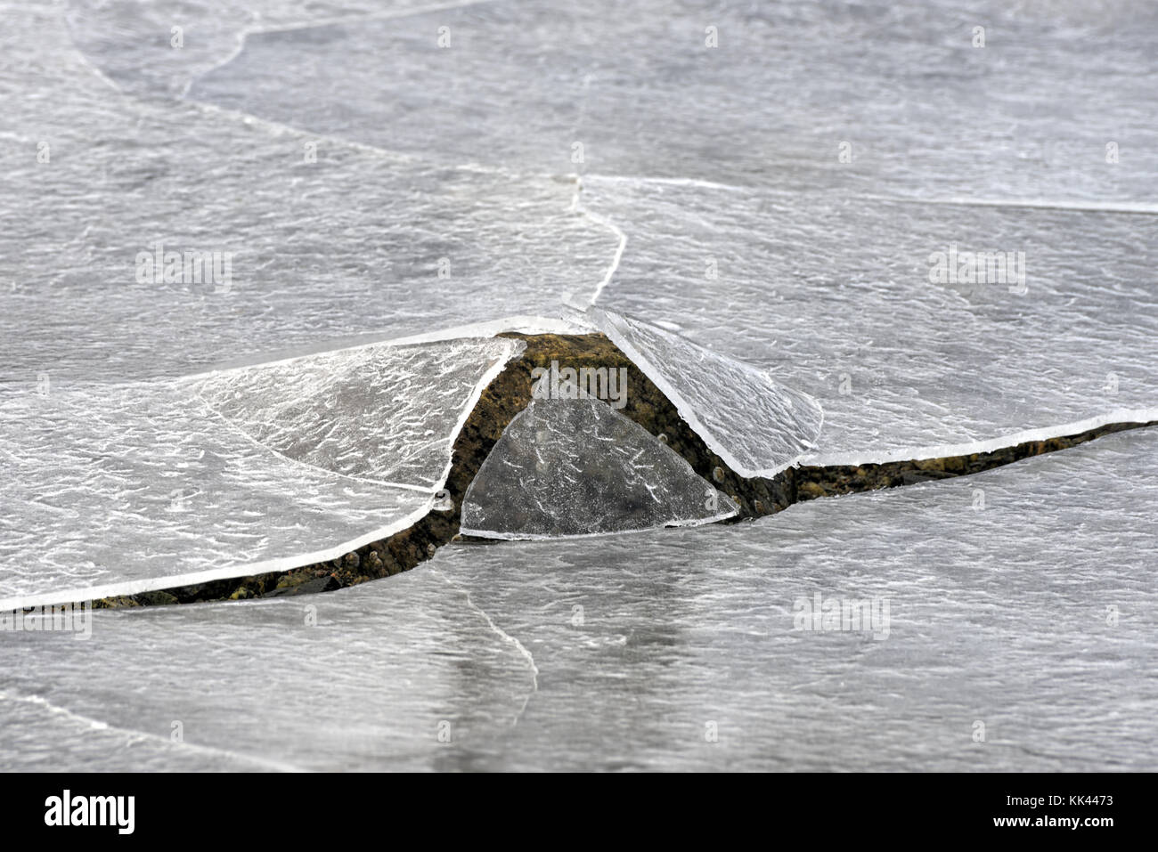 Rock cracking through the ice in Vagspollen in the Lofoten Islands ...