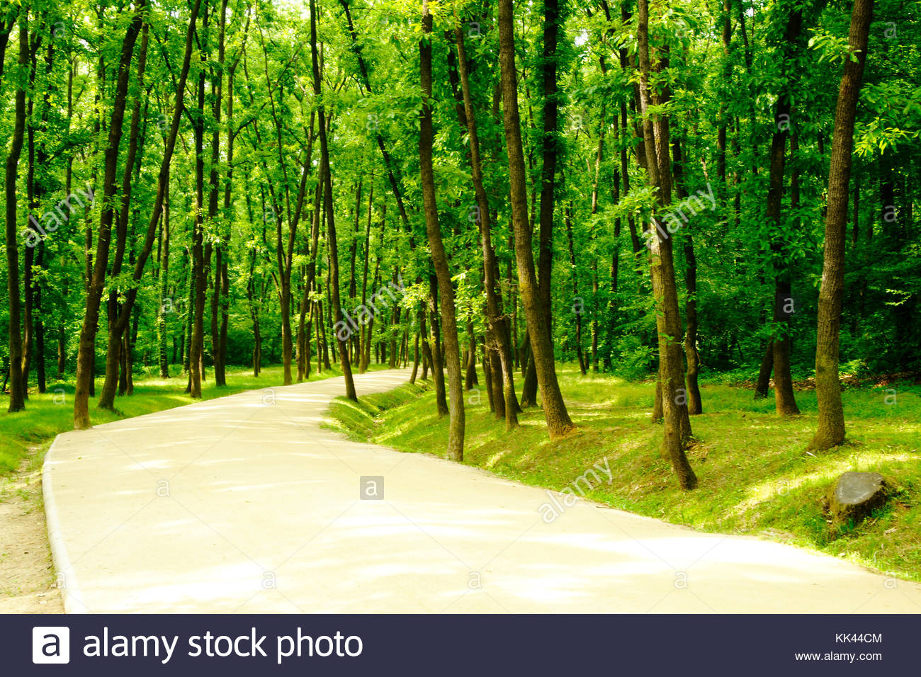 Korean Oak Stock Photos & Korean Oak Stock Images - Alamy