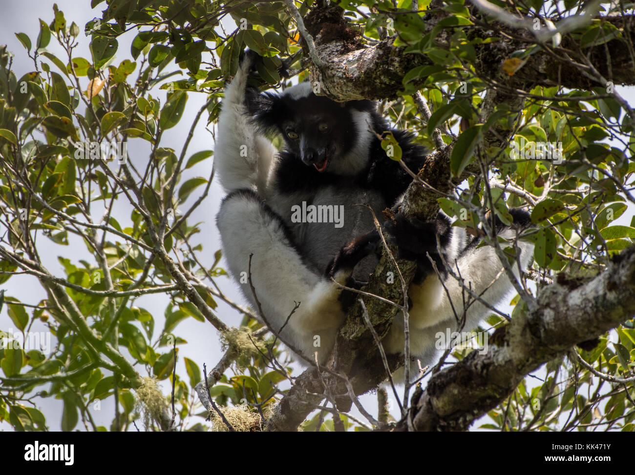 Indri indri hi-res stock photography and images - Alamy