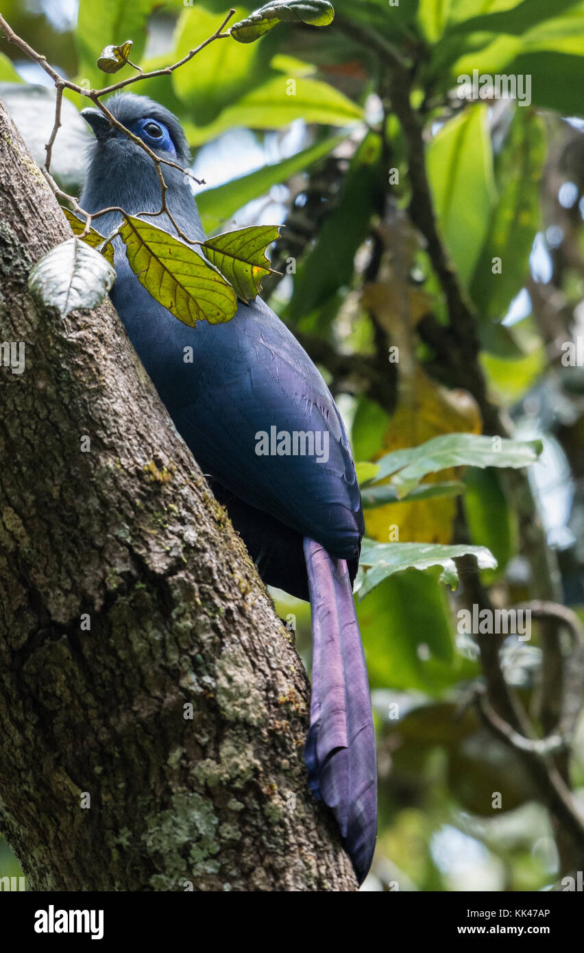 An endemic Blue Coua (Coua caerulea) on a tree trunk. Andasibe Mantadia ...