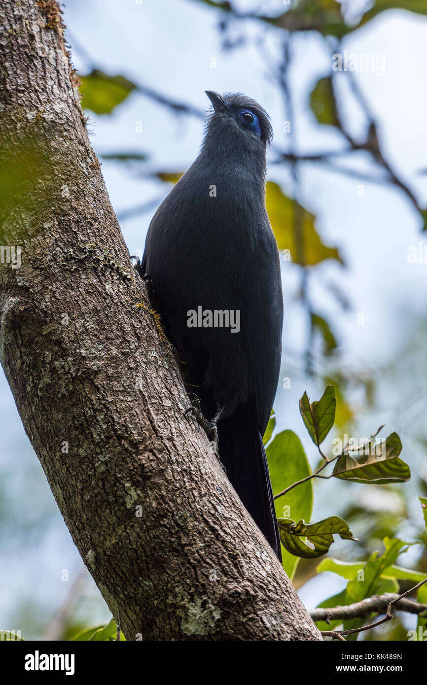 Blue coua bird coua caerulea hi-res stock photography and images - Alamy