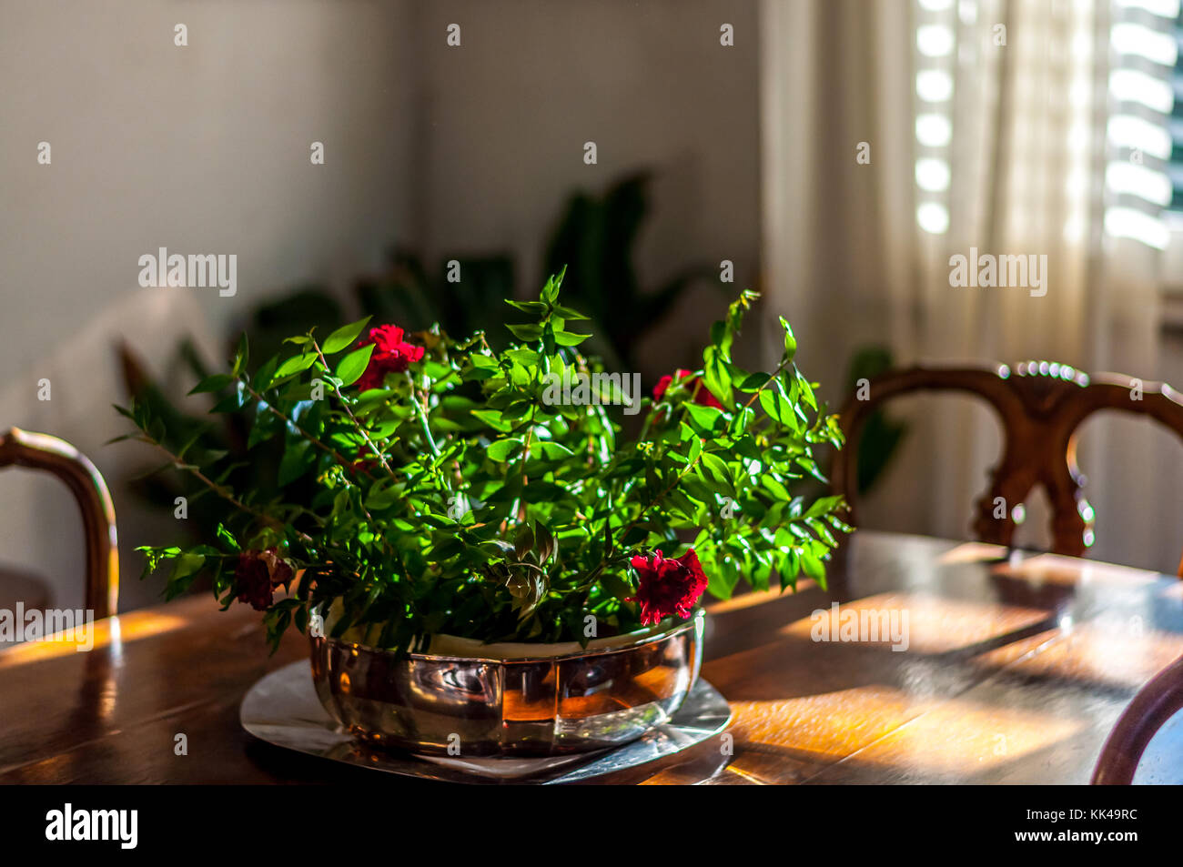 Flower pot on wooden table in living room of vintage italian house ...