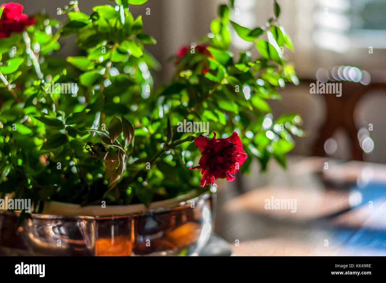 Flower pot on wooden table in living room of vintage italian house ...