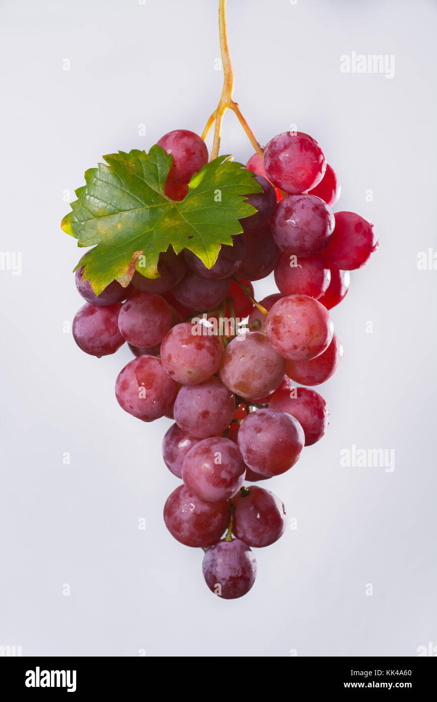 Bunch of large organic table grapes Red Globe close up Stock Photo - Alamy
