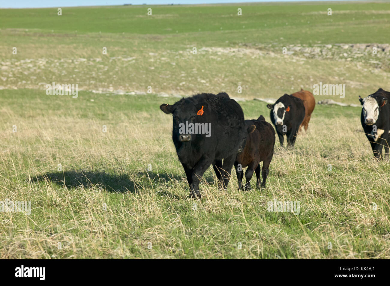 Herd of beef cattle in a grassy field in Flint Hills, Kansas with a cow ...