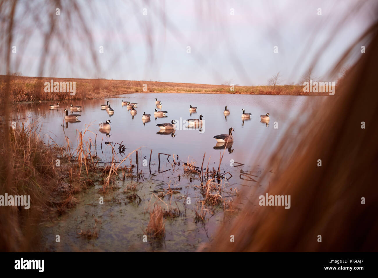 Decoy ducks on a tranquil lake viewed from inside a brush hide on the ...
