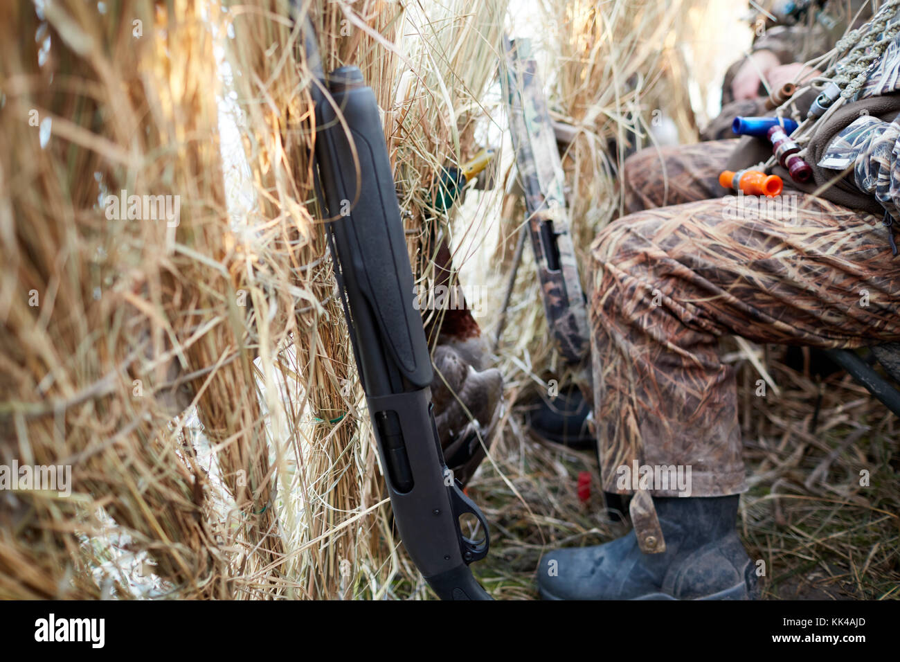 Hunter in camouflage sitting inside a blind or hide made of dried brush ...