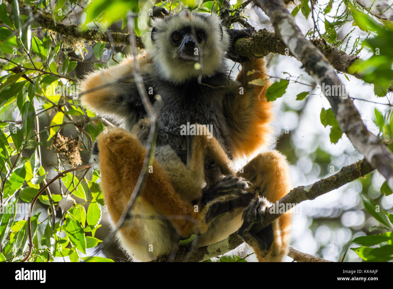Mom and baby Diademed sifakas (Propithecus diadema) on a tree. Mantadia ...
