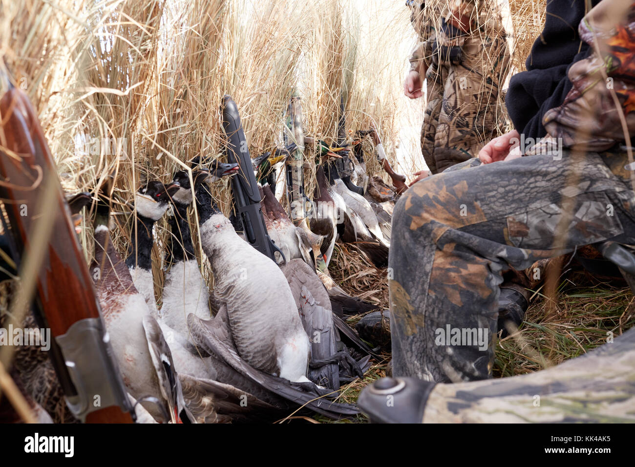 Hunters with a large bag of dead waterfowl inside a brush hide or blind ...
