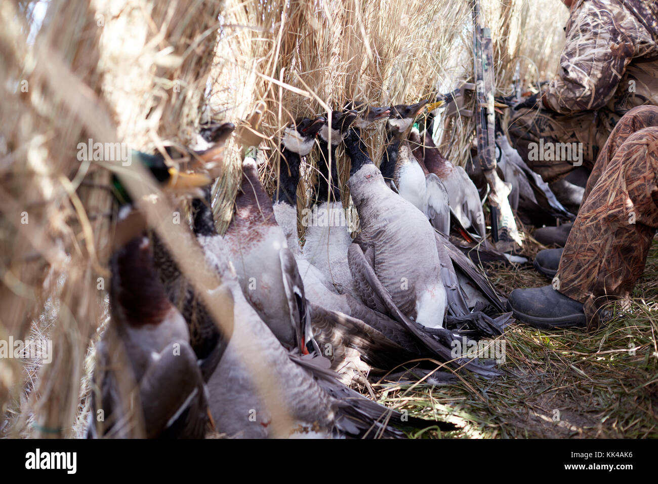 Line of dead water birds on a hunt propped up against the dried brush ...