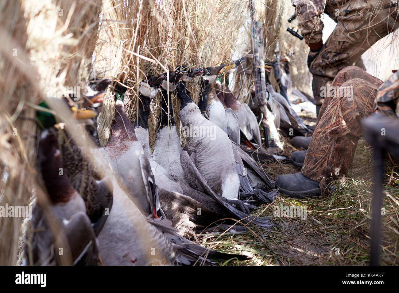 Hunters inside a blind with a neat line of dead waterfowl leaning ...