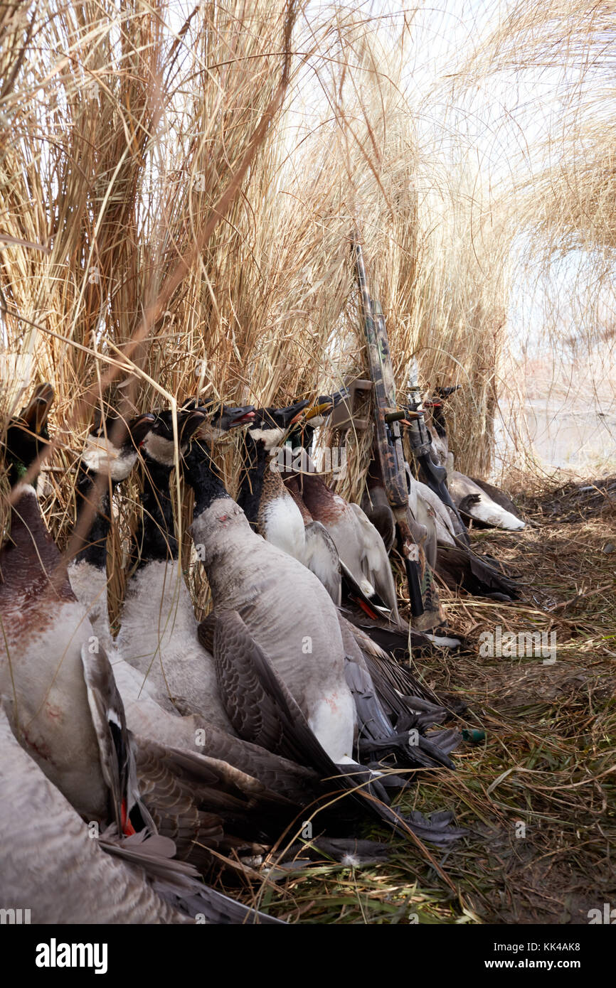 Row of dead waterfowl on a hunt propped up against the dried vegetation ...