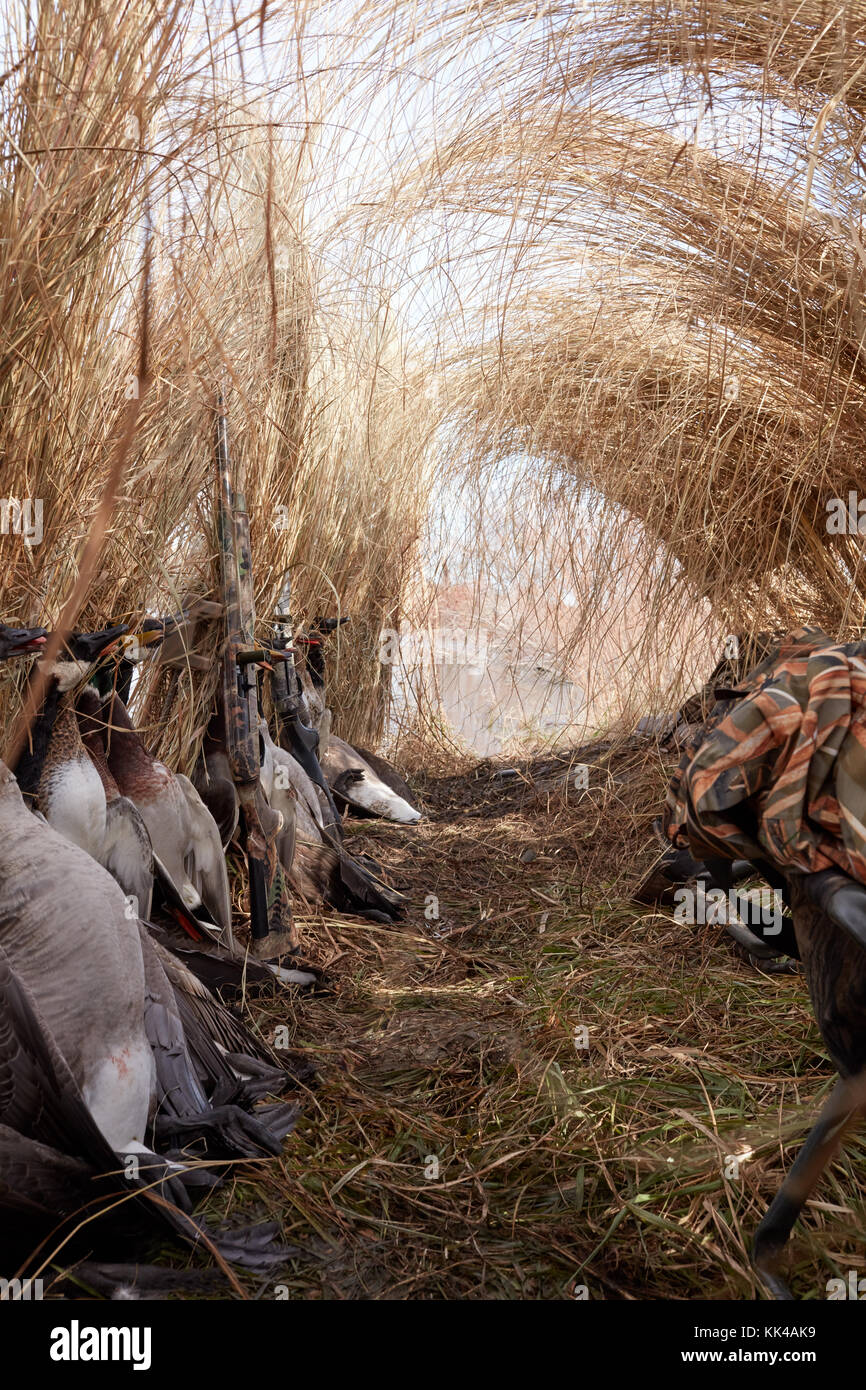 Hunted for their hide hi-res stock photography and images - Alamy