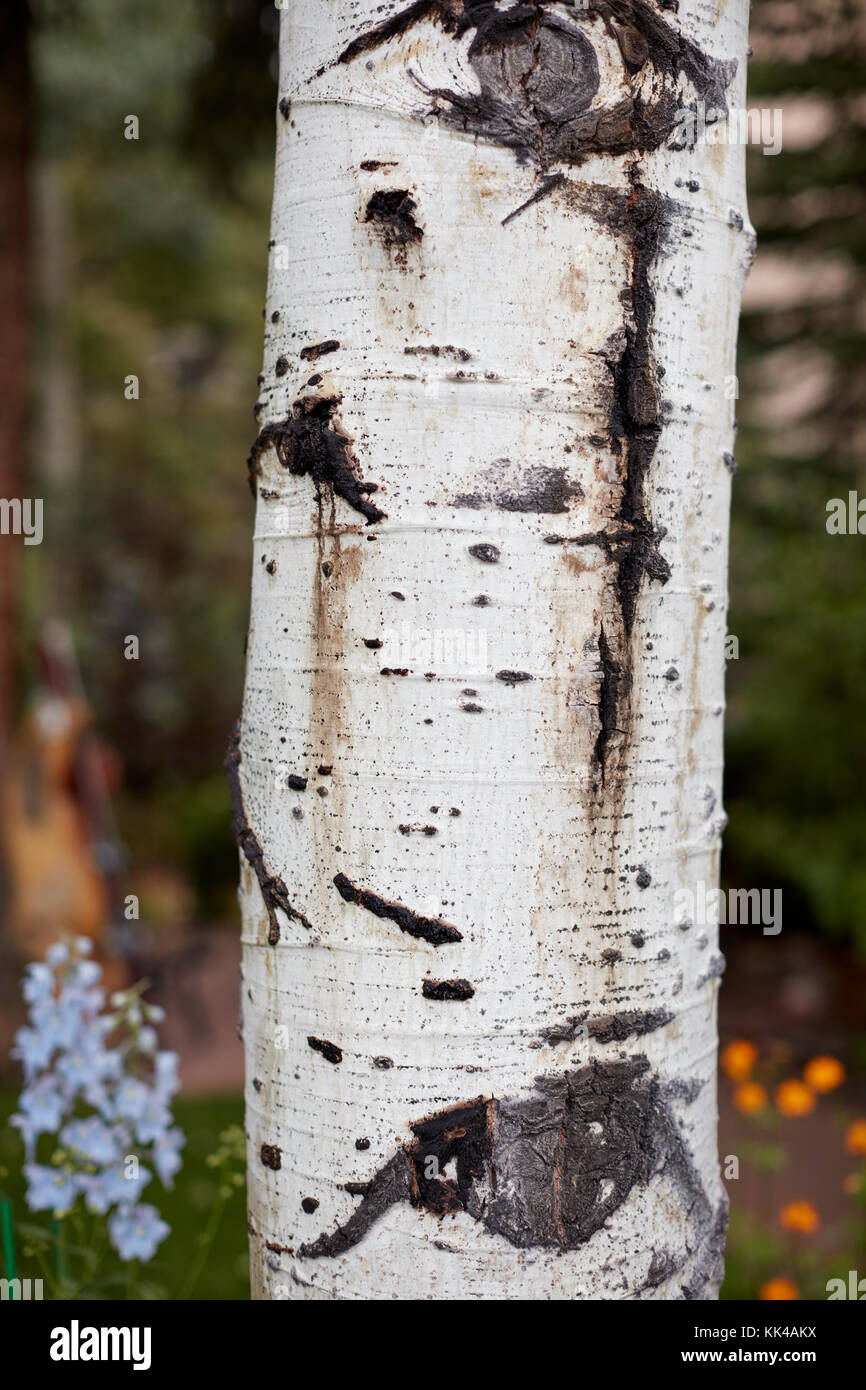 Patterns on birch tree bark in close up view Stock Photo - Alamy