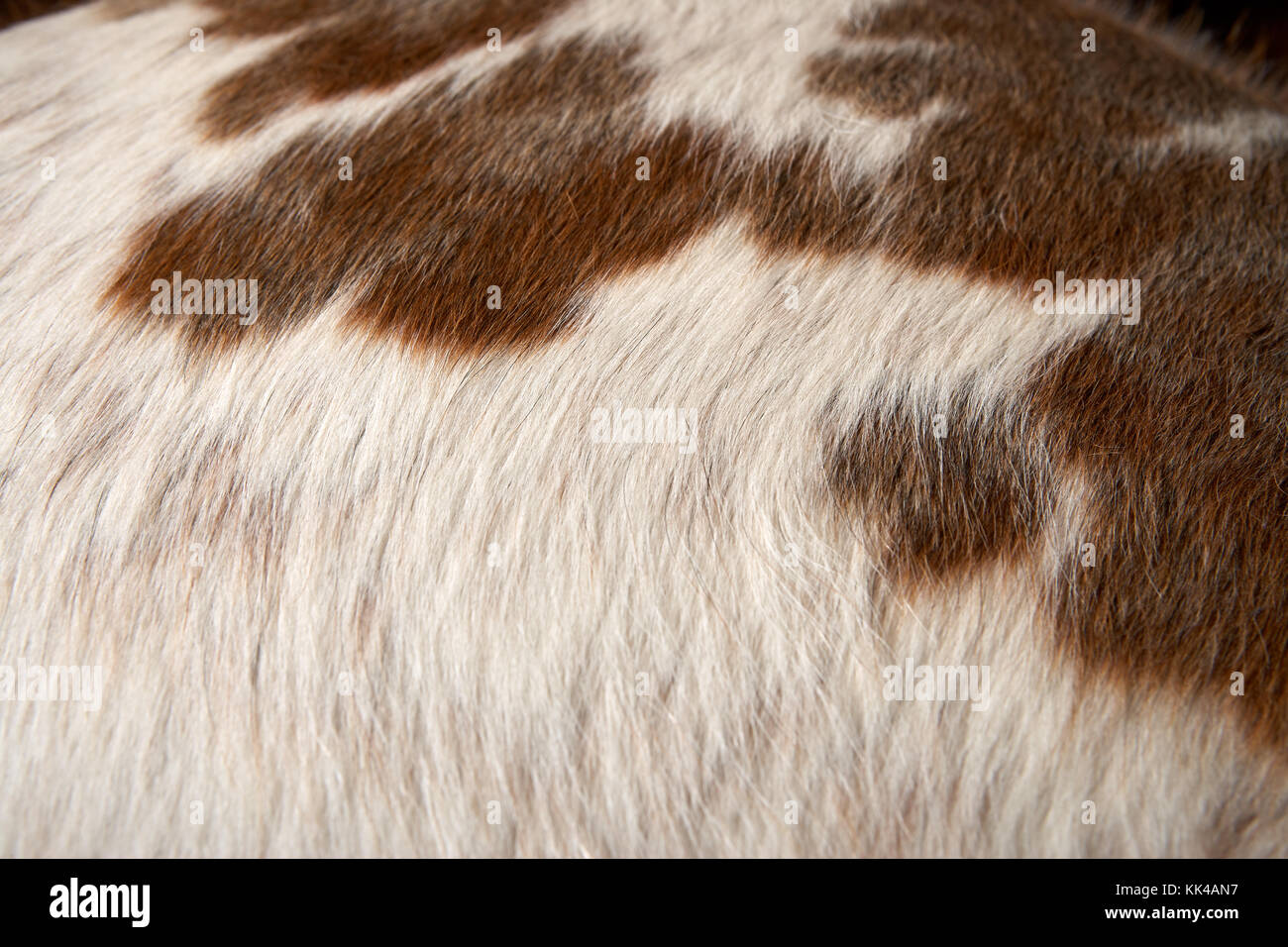 Close up on large mass of white textured farm cattle hair. Fur is ...