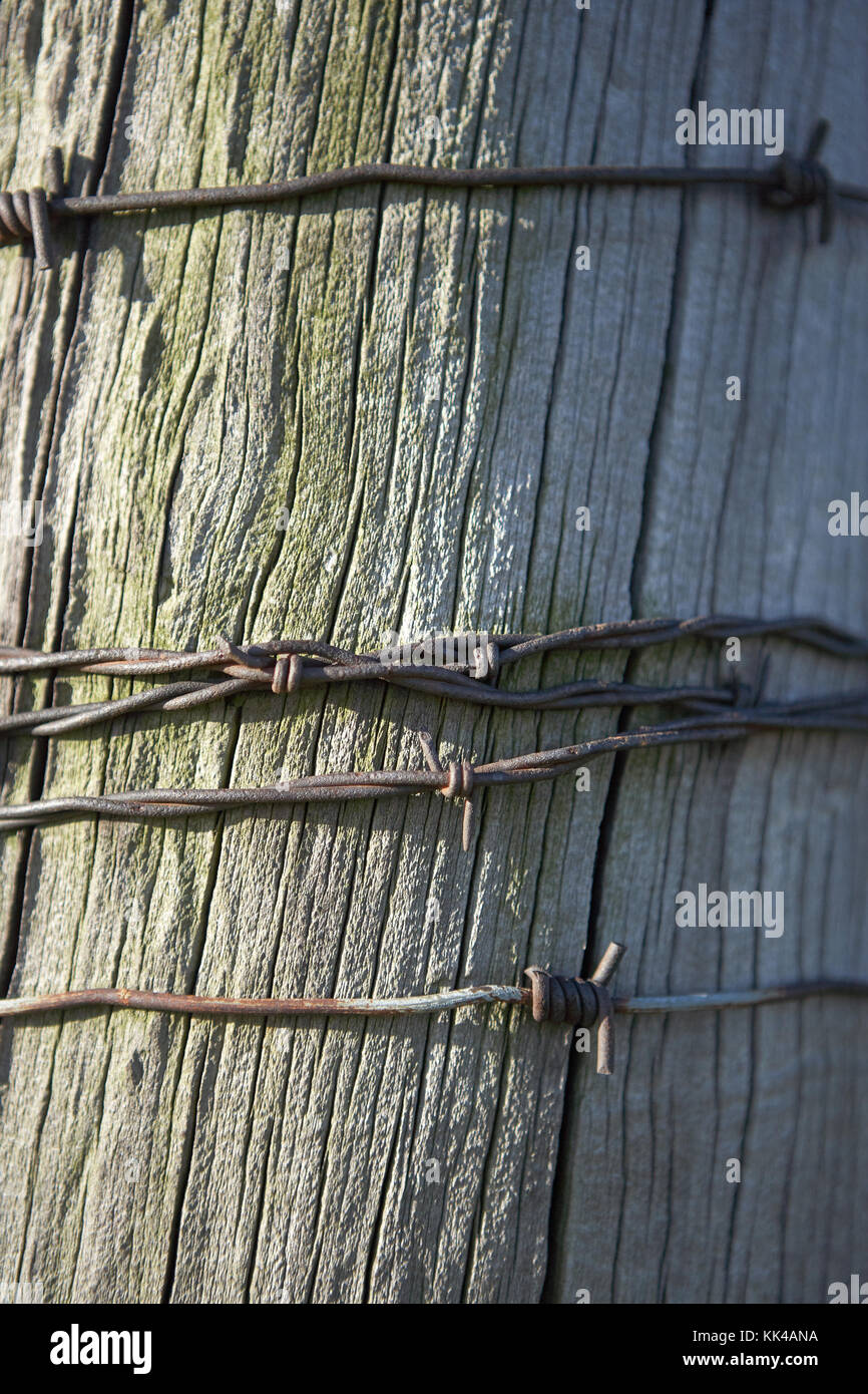 Close up view of old wooden pole wrapped with barbed wire, Kansas, USA ...