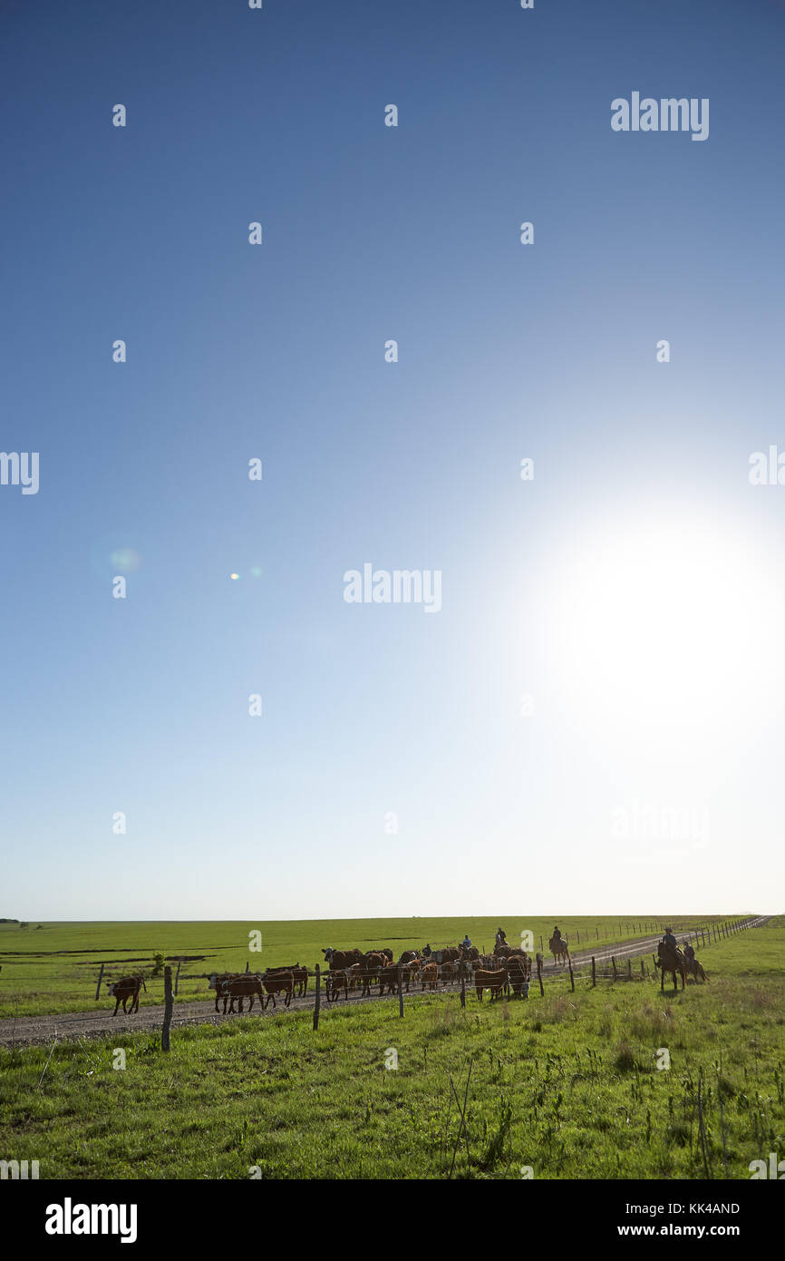 Cowboys herding cattle hi-res stock photography and images - Alamy