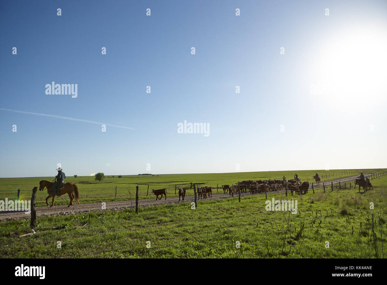 Cowboys riding horses herding cattle grazing in pasture behind electric ...