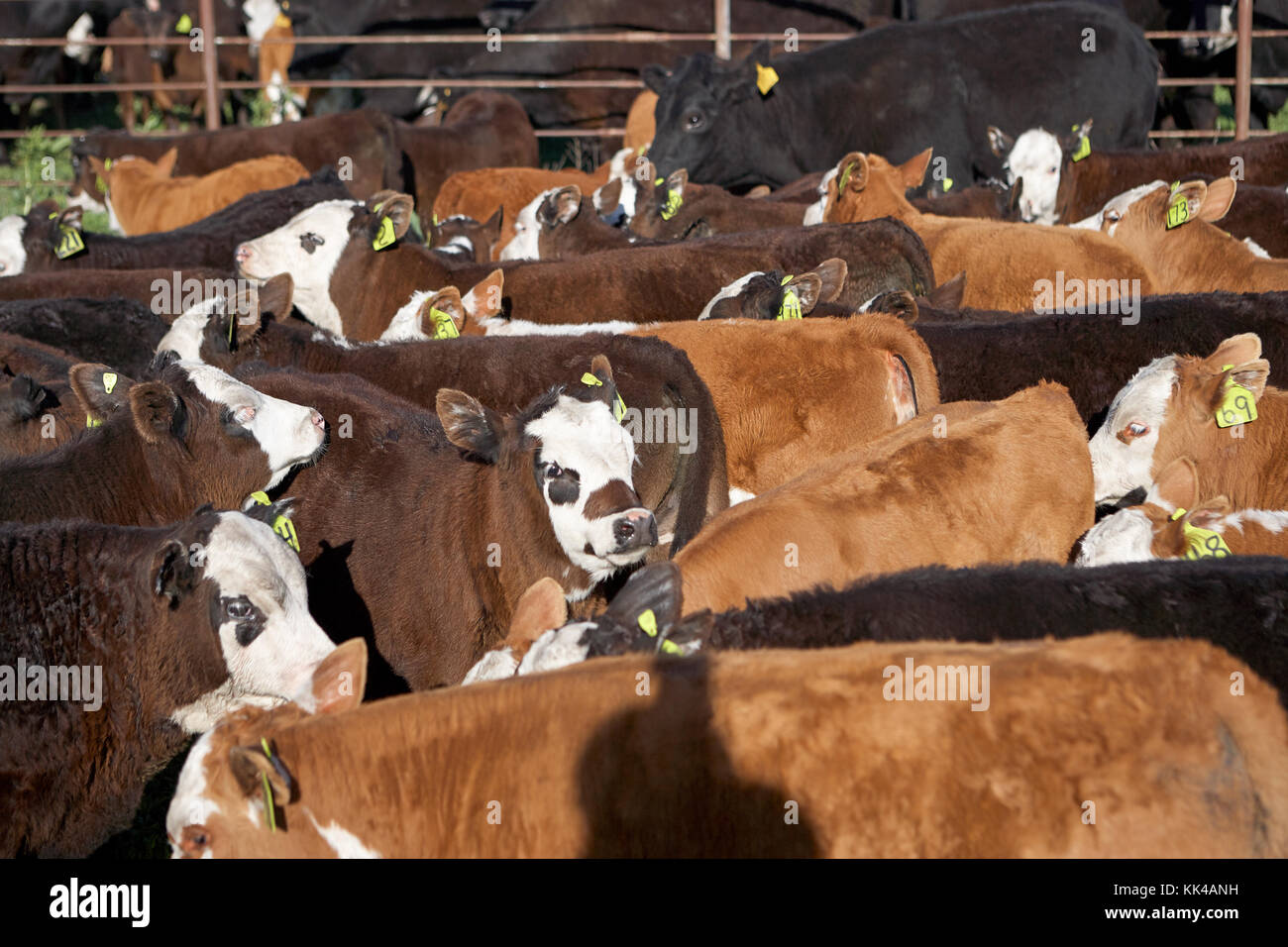 White faced cattle hi-res stock photography and images - Alamy