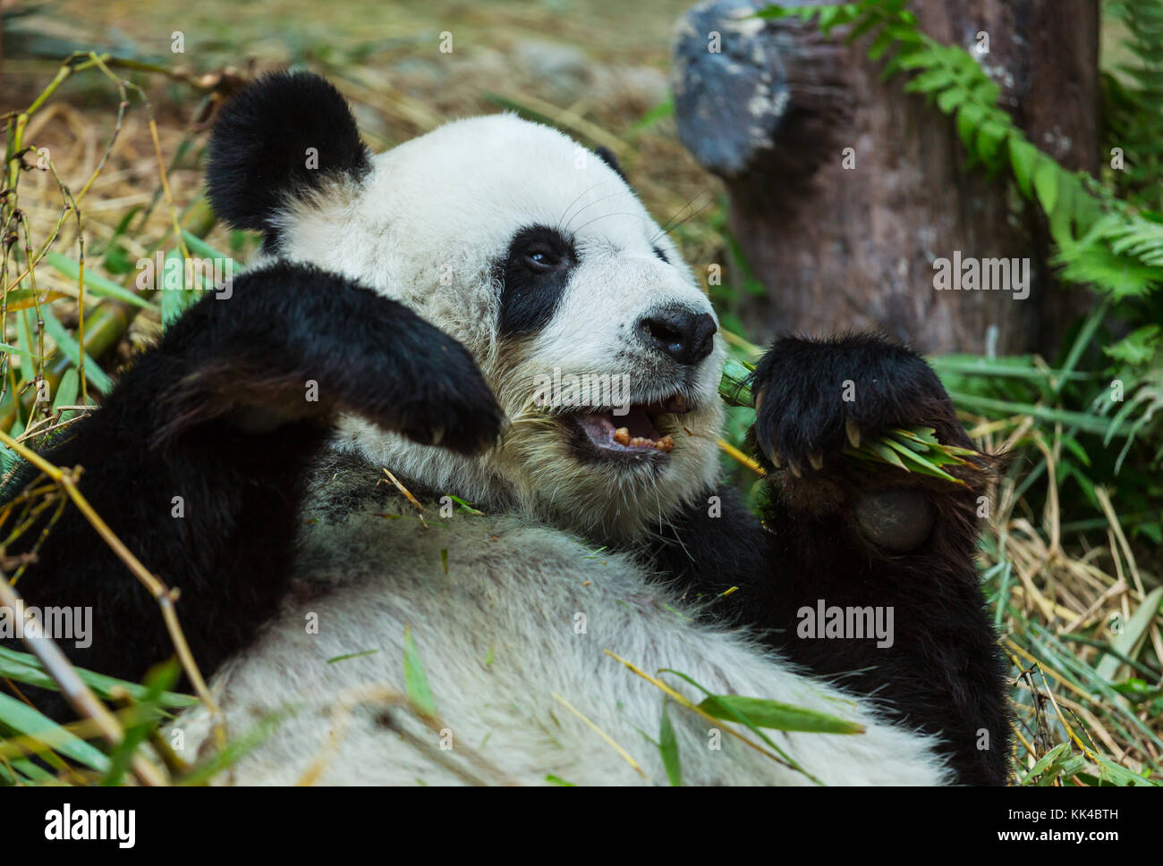 Pretty Giant Panda Stock Photo - Alamy