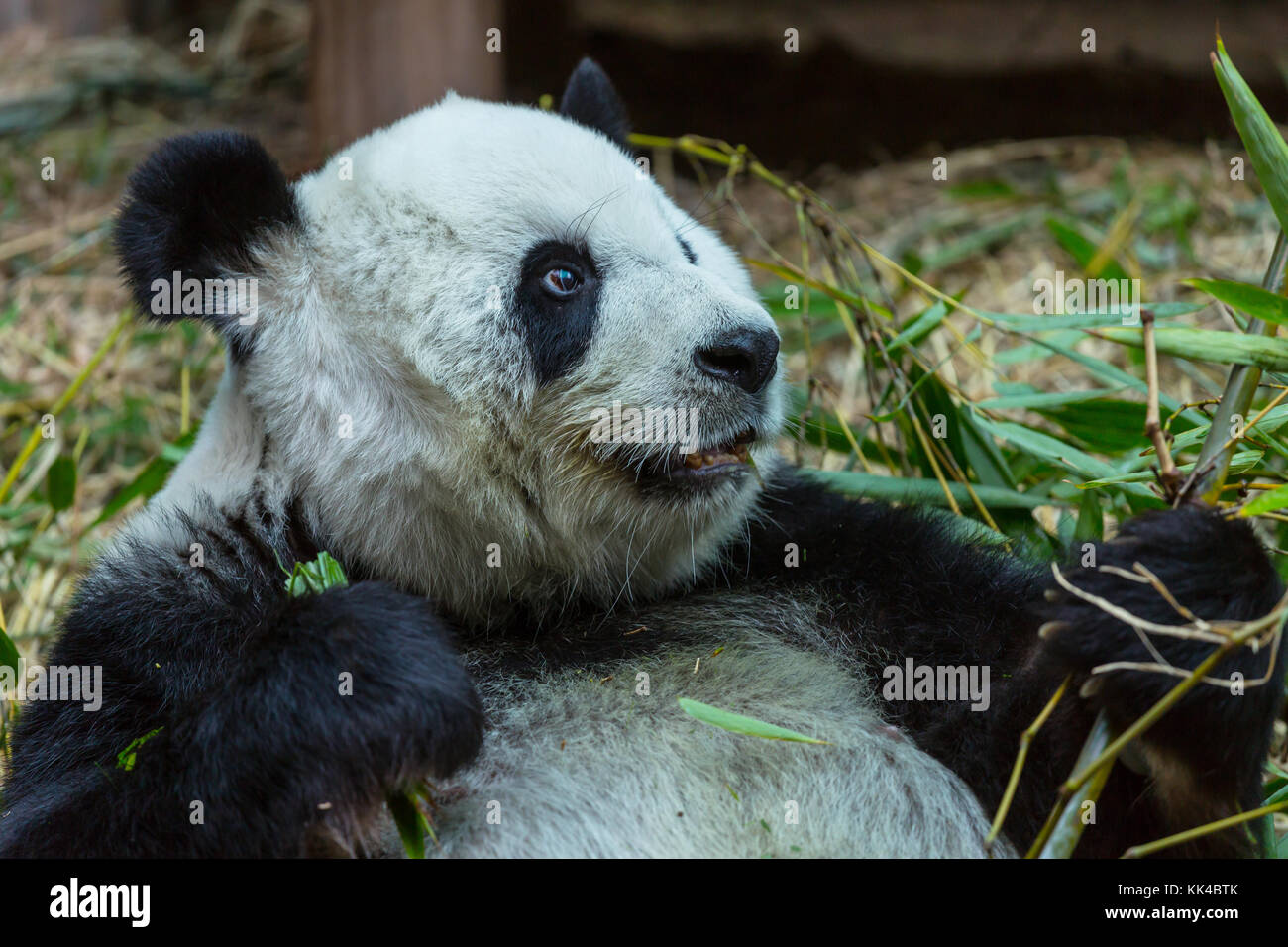 Pretty Giant Panda Stock Photo - Alamy