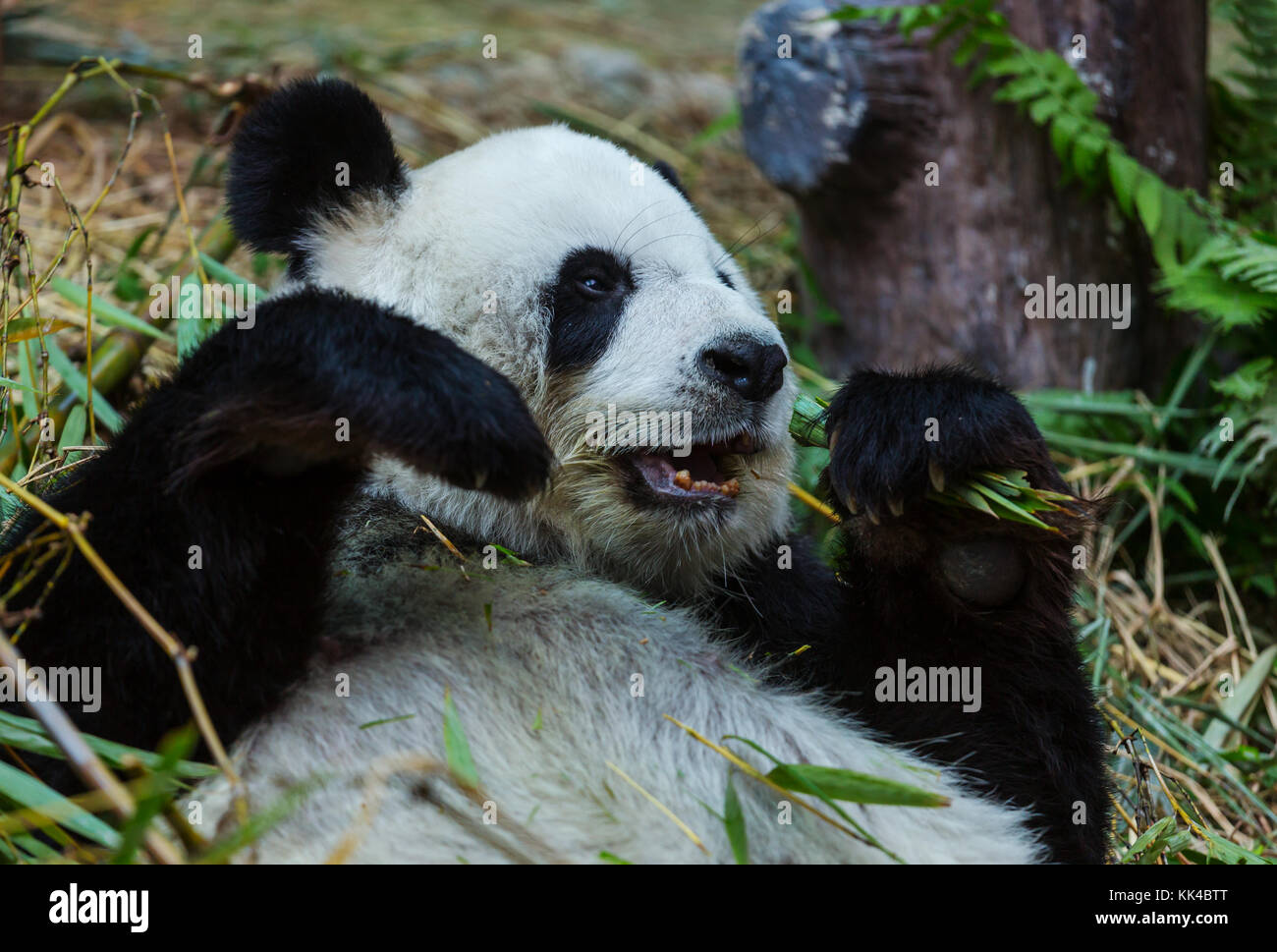 Pretty Giant Panda Stock Photo - Alamy