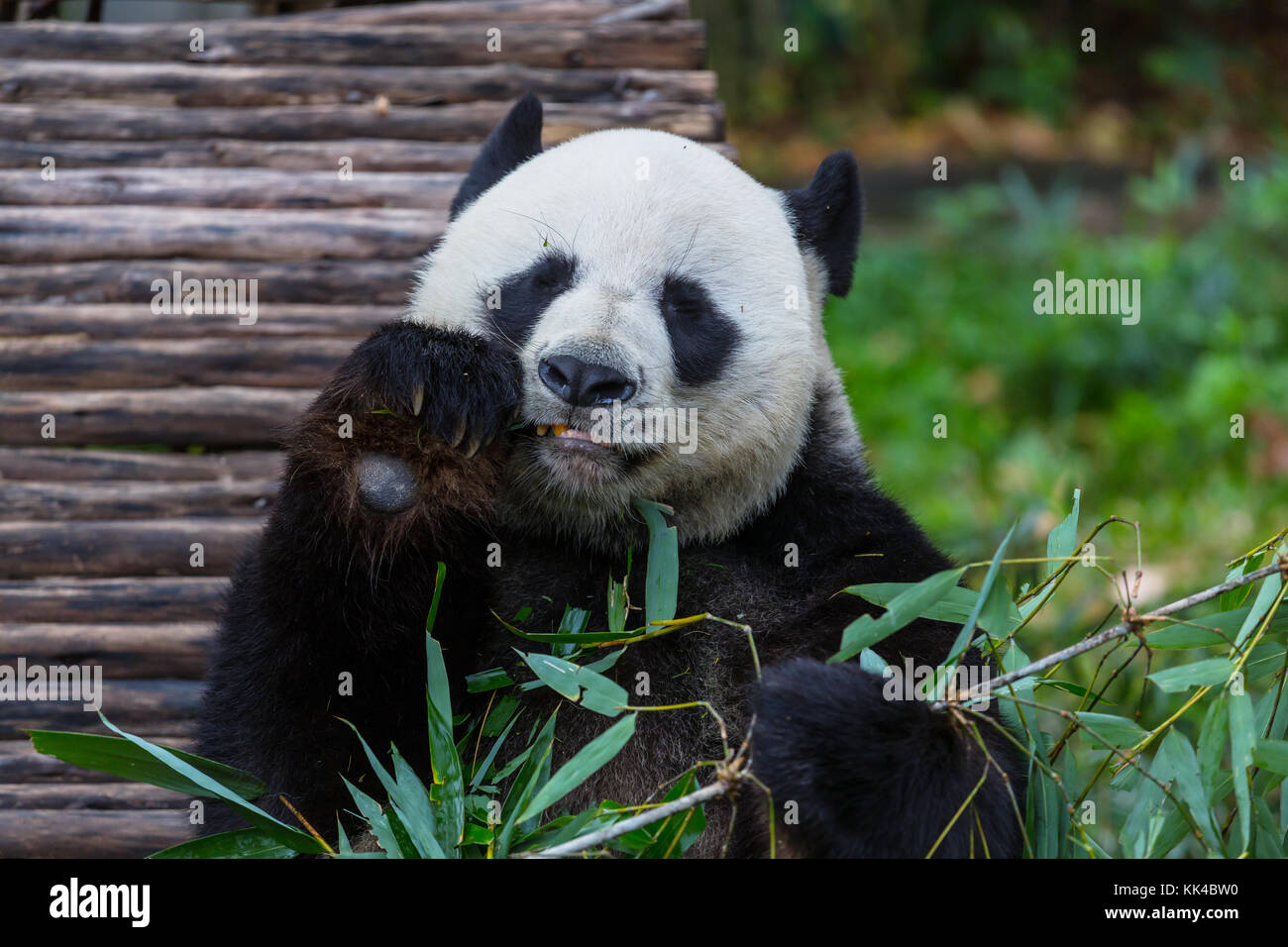 Pretty Giant Panda Stock Photo - Alamy