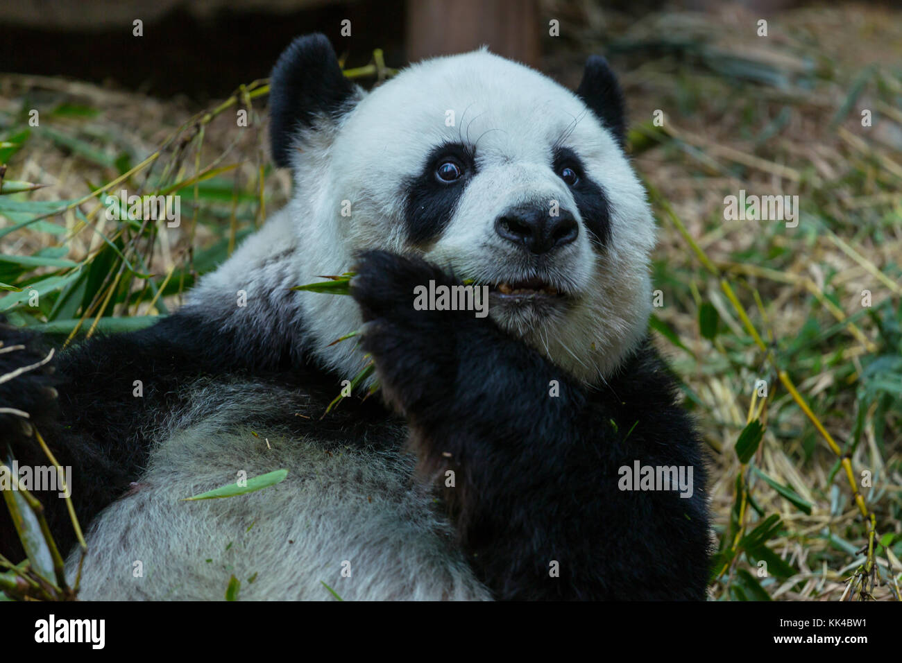 Pretty Giant Panda Stock Photo - Alamy