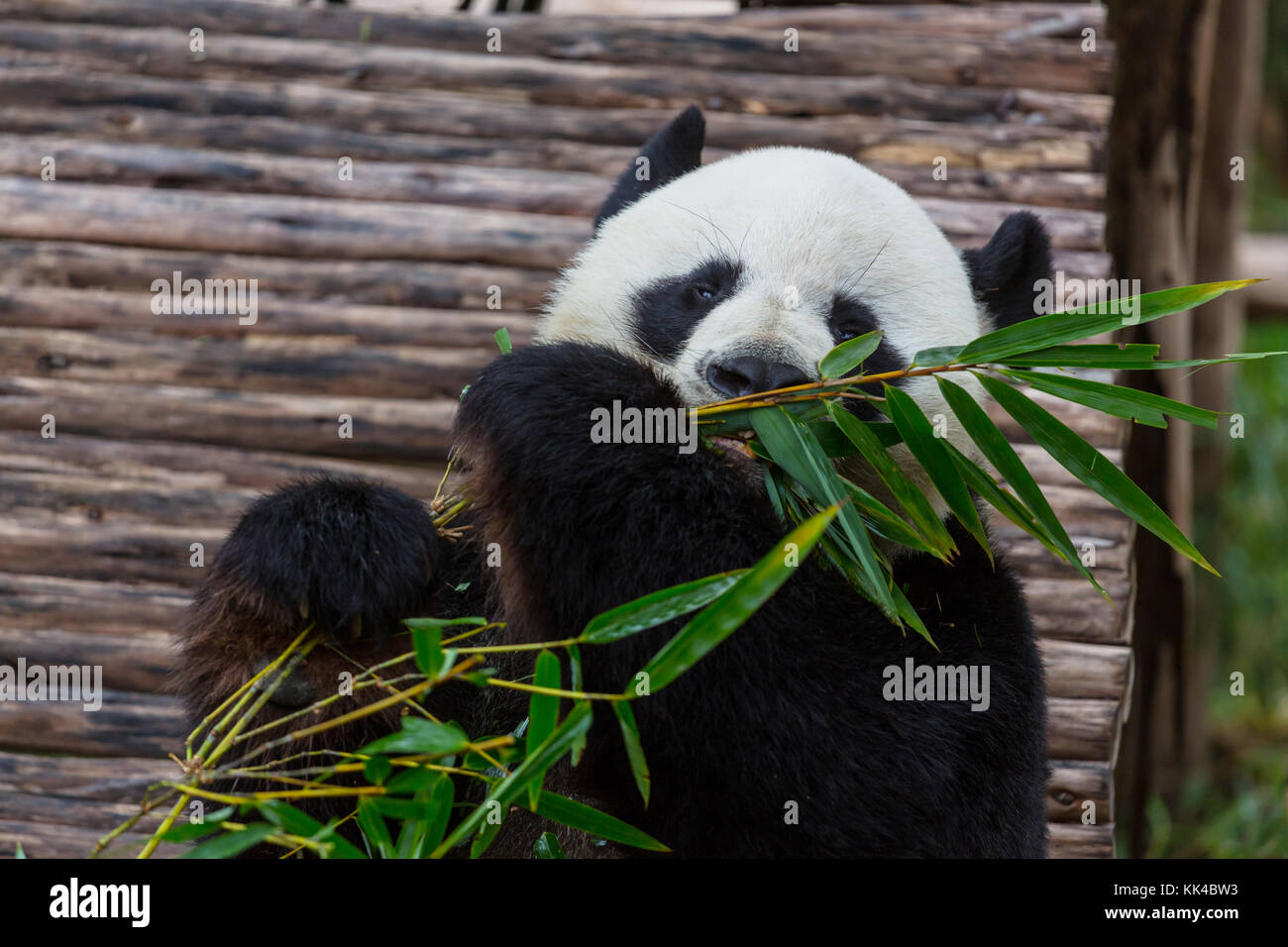 Pretty Giant Panda Stock Photo - Alamy
