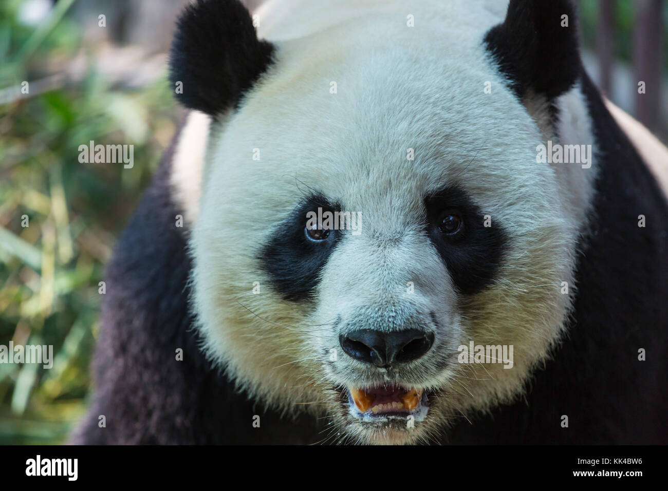 Pretty Giant Panda Stock Photo - Alamy