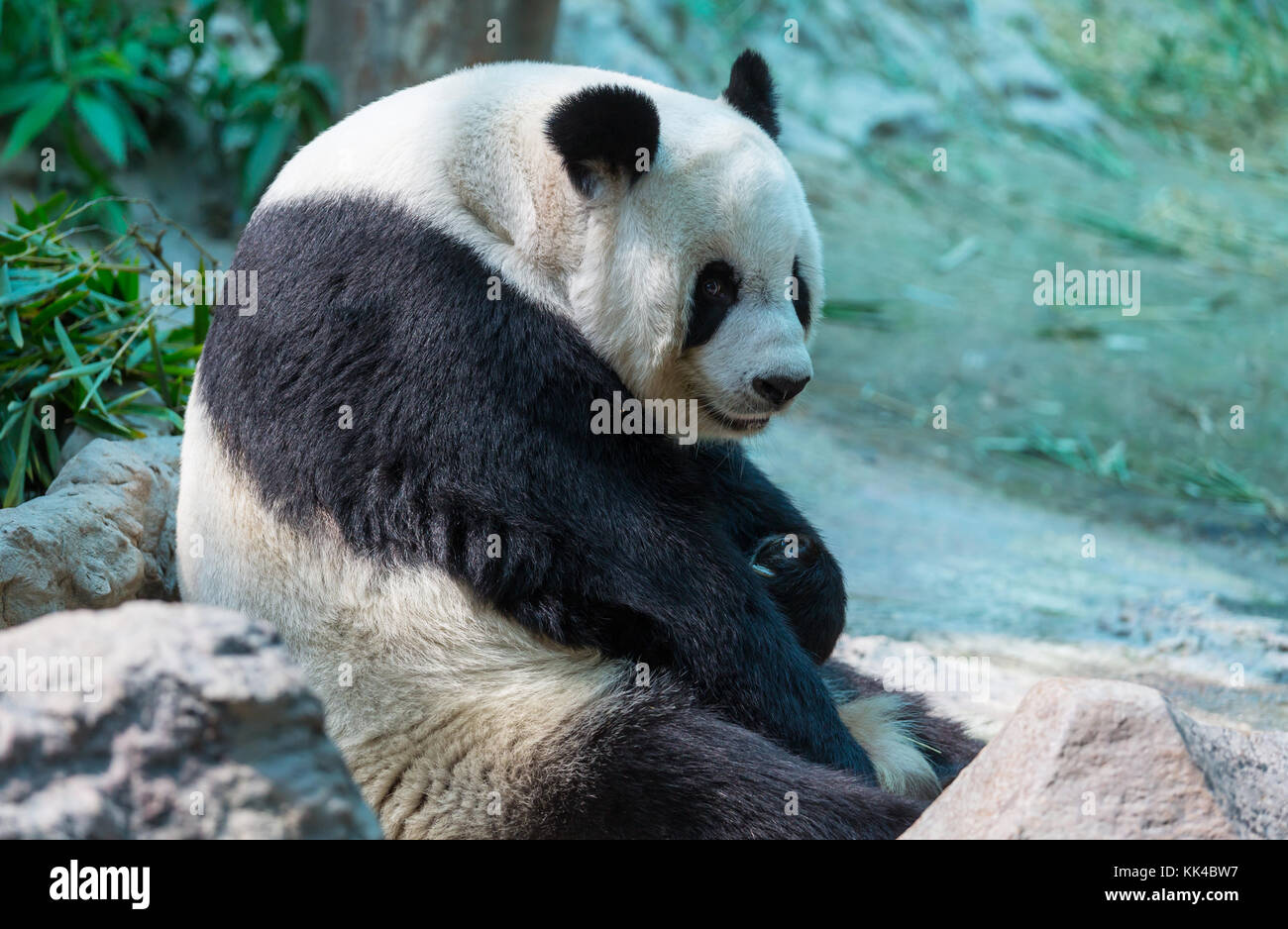Pretty Giant Panda Stock Photo - Alamy