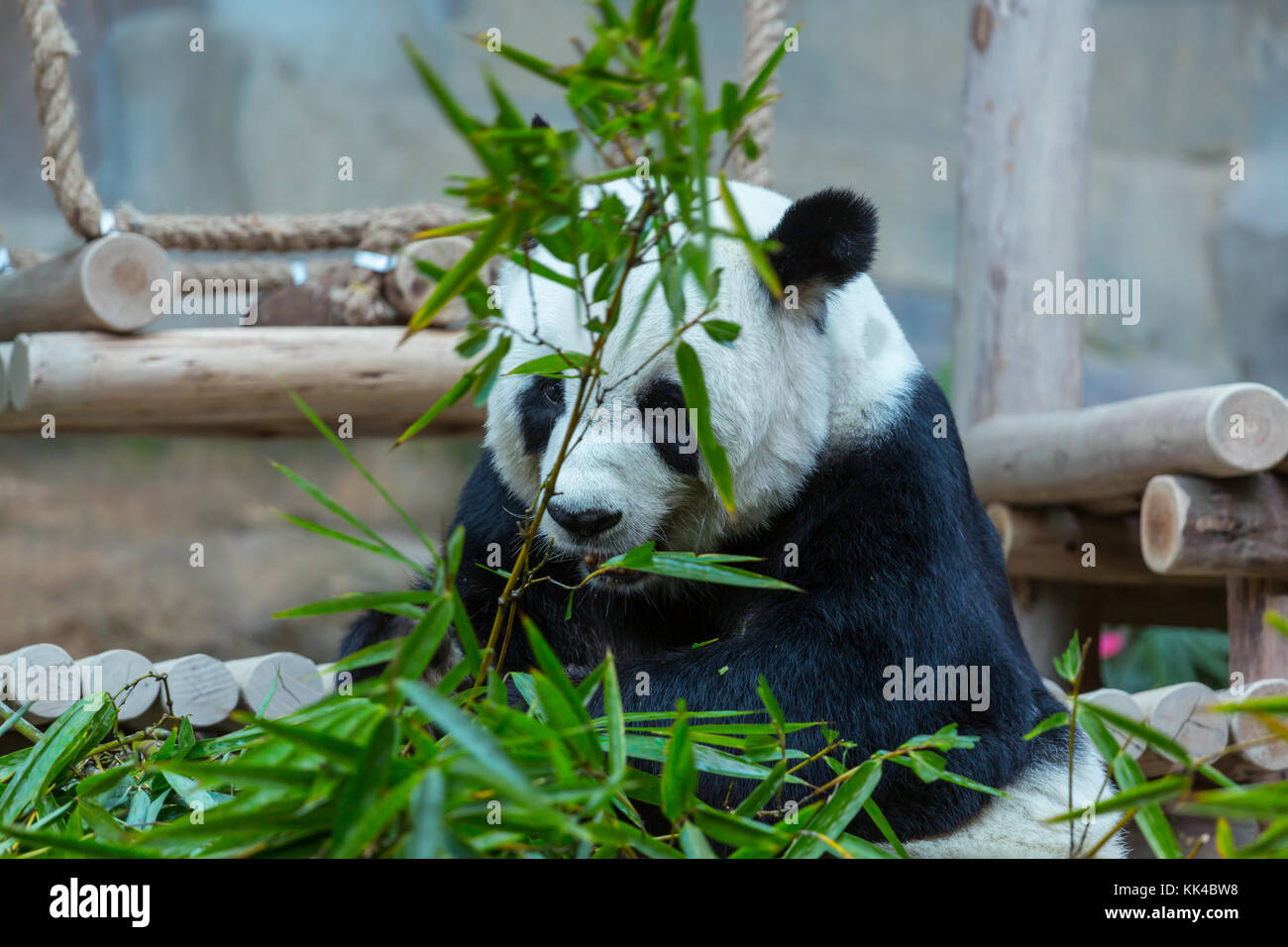 Pretty Giant Panda Stock Photo - Alamy