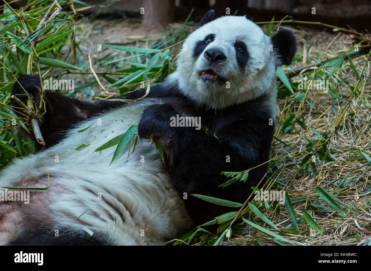 Pretty Giant Panda Stock Photo - Alamy