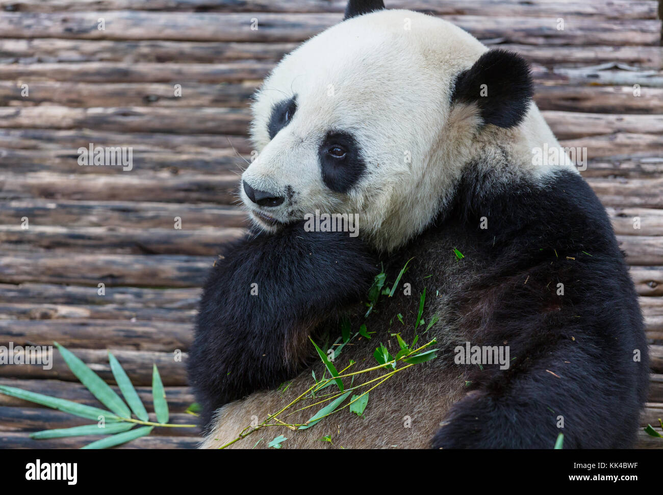 Pretty Giant Panda Stock Photo - Alamy