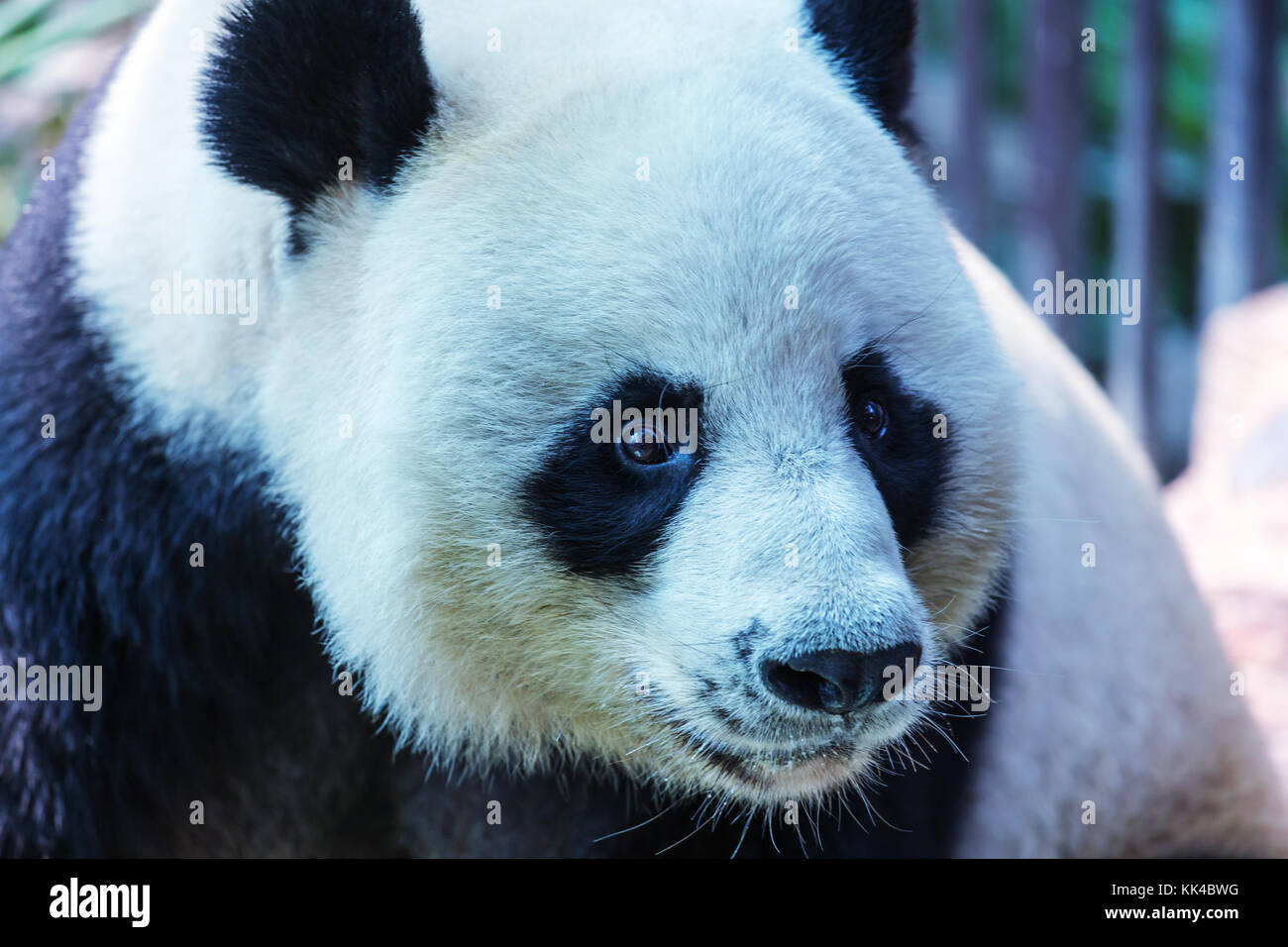 Pretty Giant Panda Stock Photo - Alamy